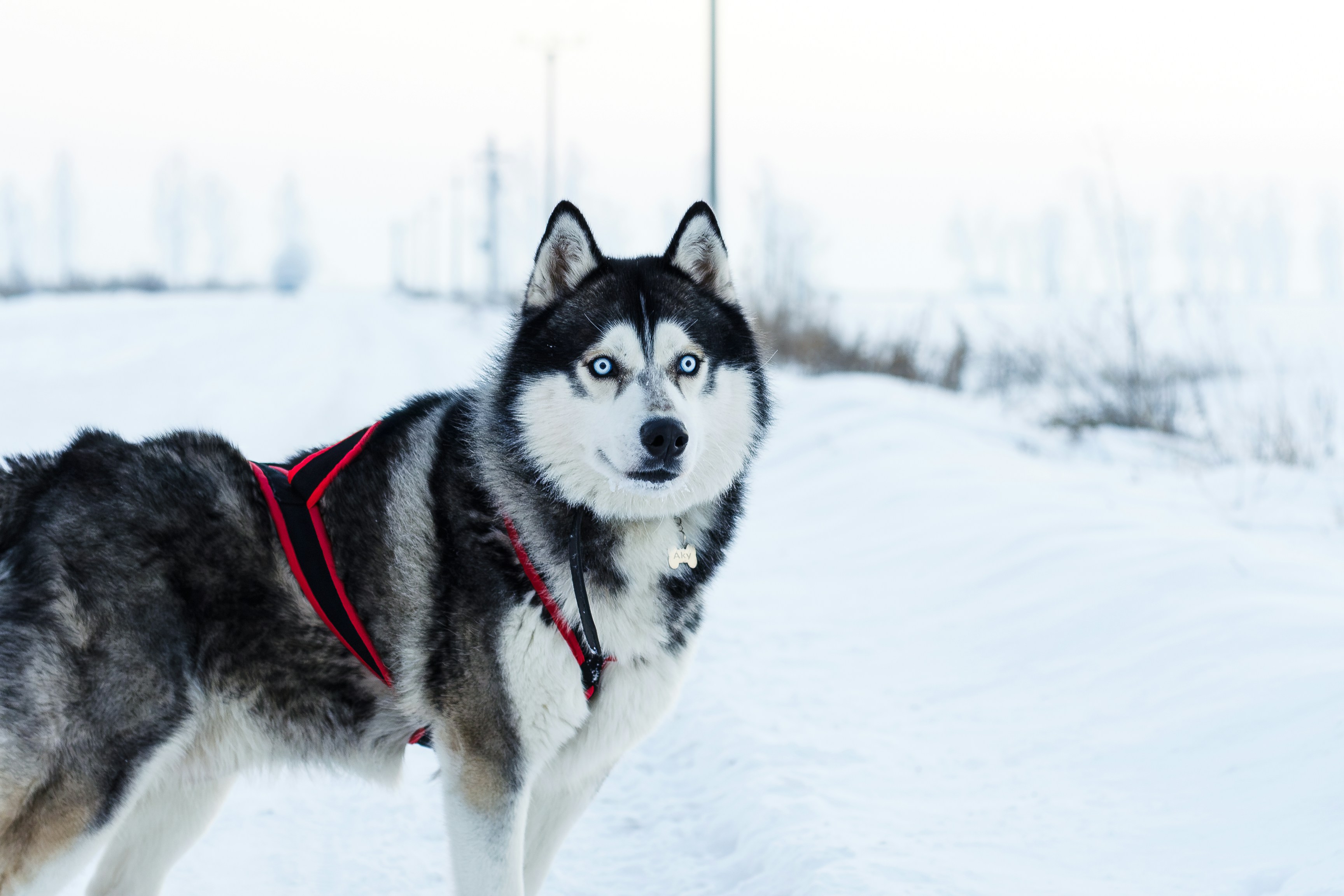 A black and white Siberian husky wearing a red harness in a snowy field
