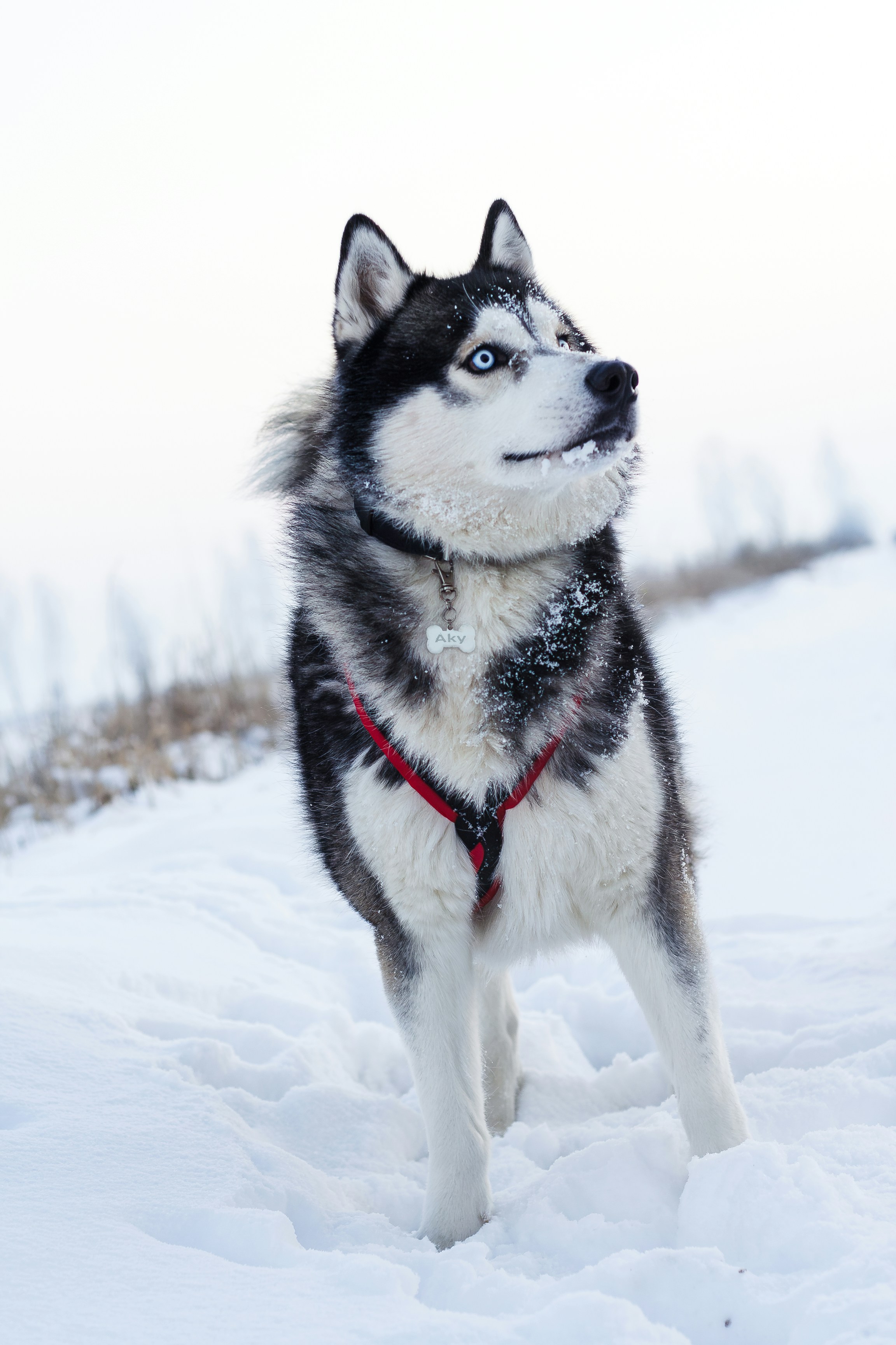 Snowbound Gaze: Husky in Quiet Winter Field