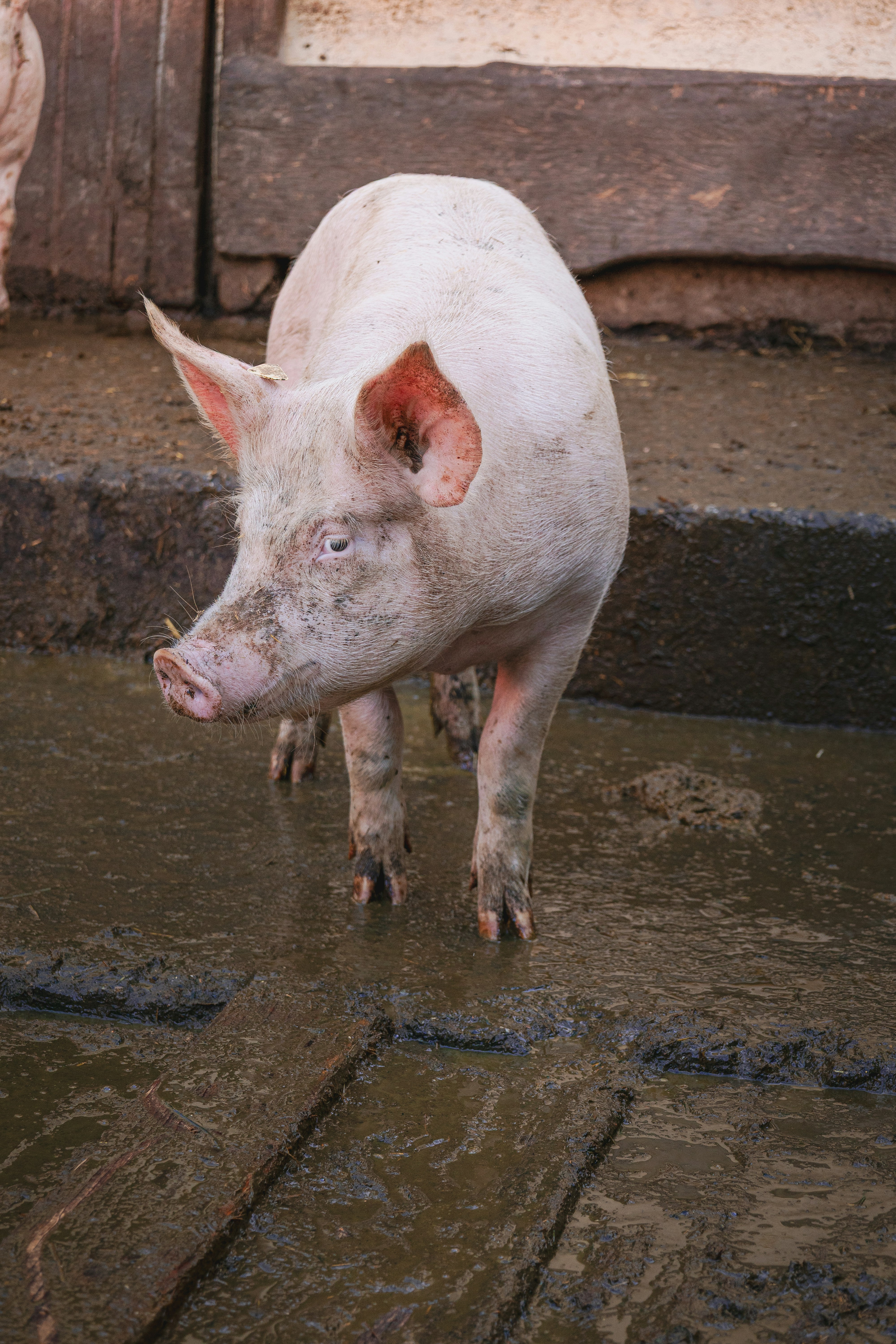 Mud-soaked Piglet at the Edge of the Shelter Wall