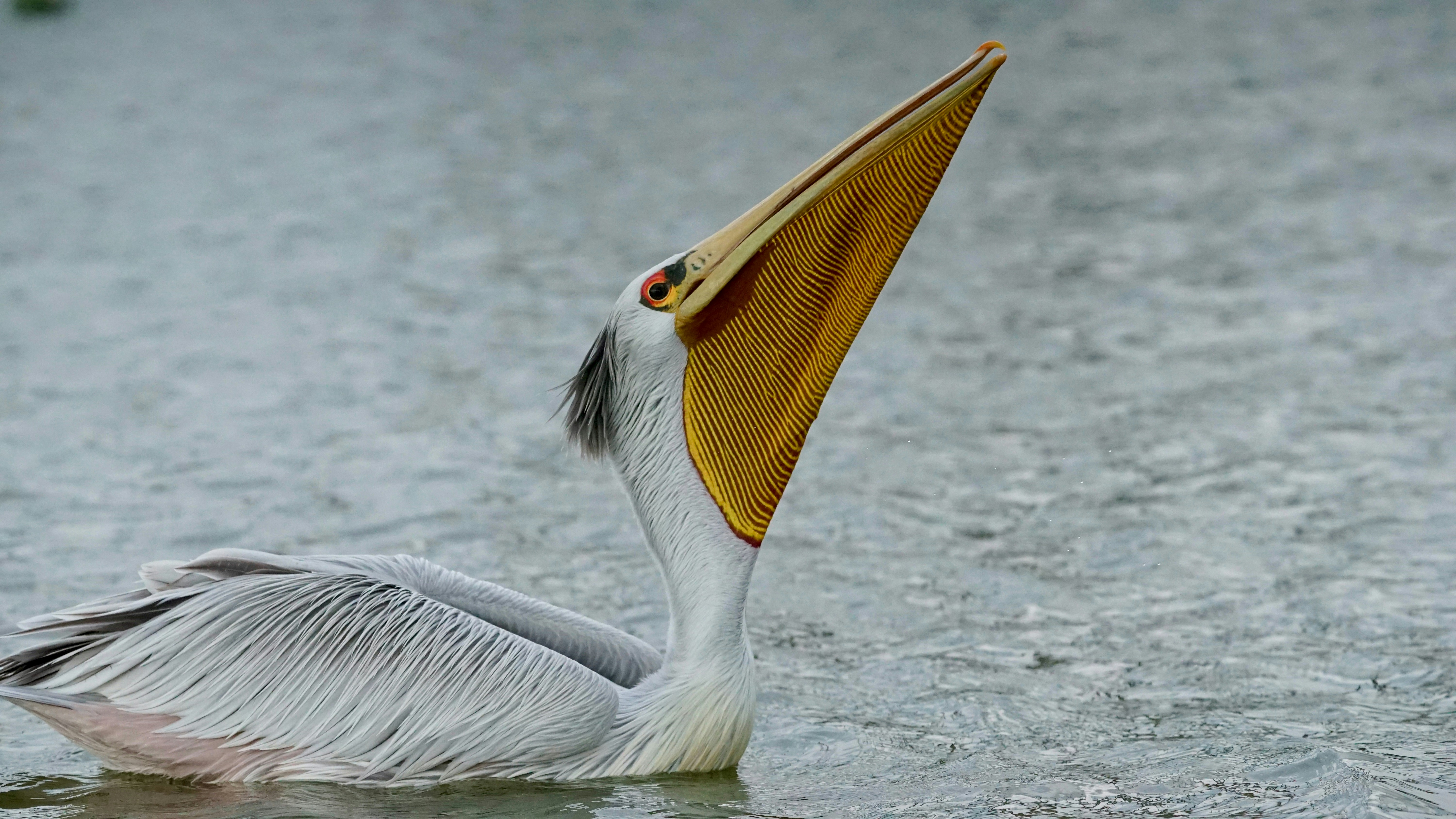 Gilded Hurry: A Pelican Raises Its Beak in a Golden Moment