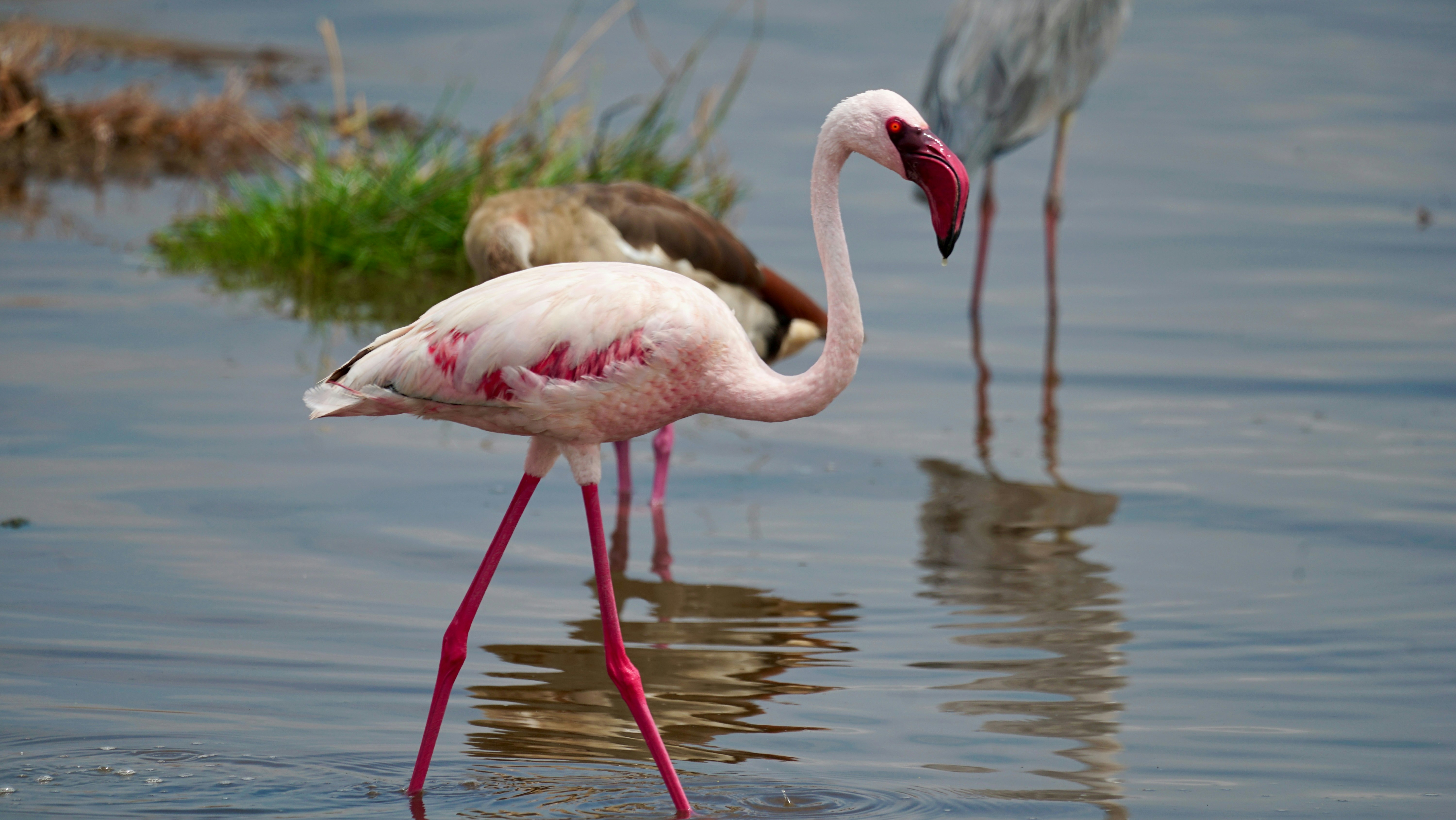 Pink Legged Stroll: Flamingos in Shallow Waters