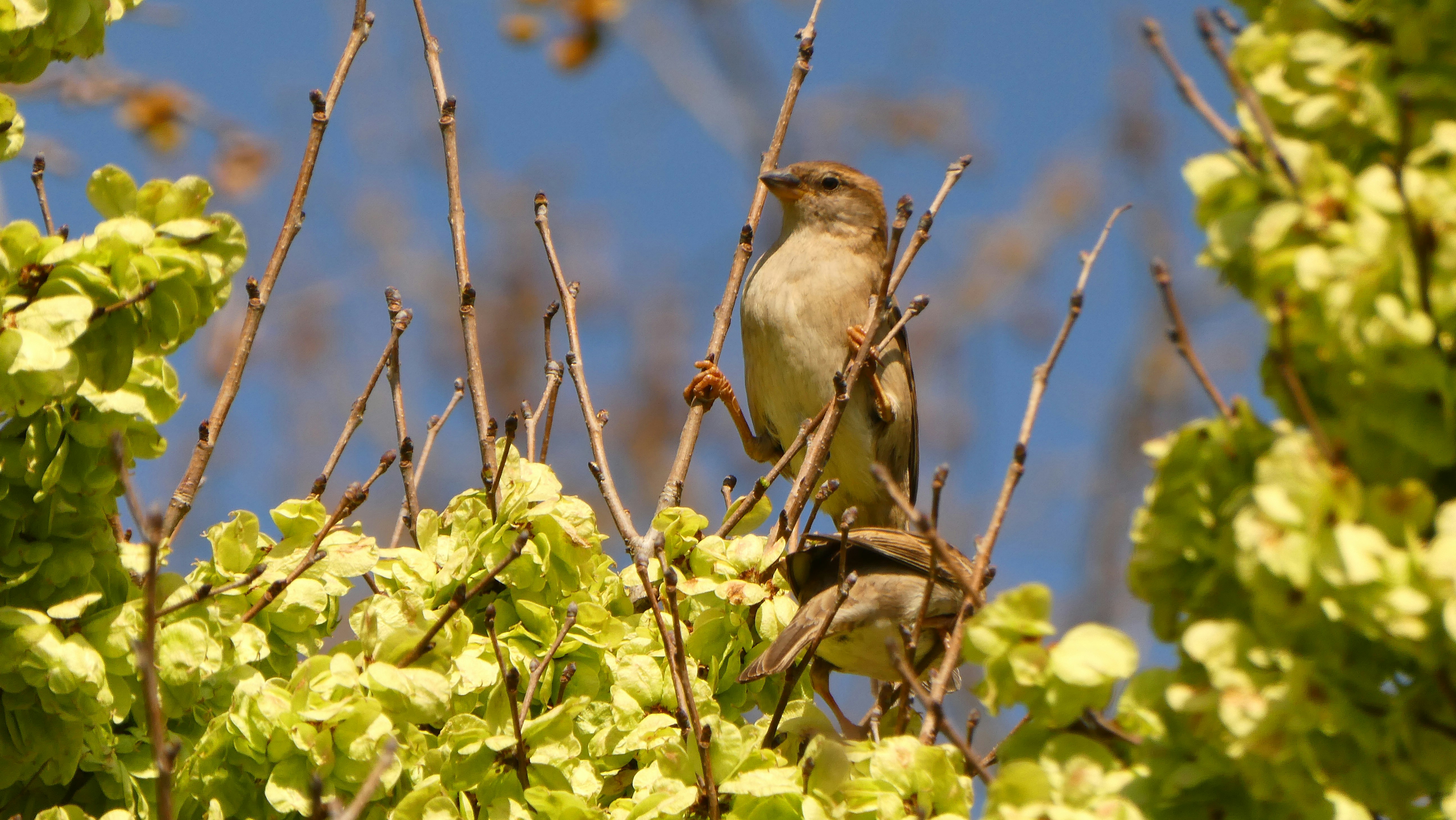 Iris on a Branch: A Small Songbird Amid Spring Leaves
