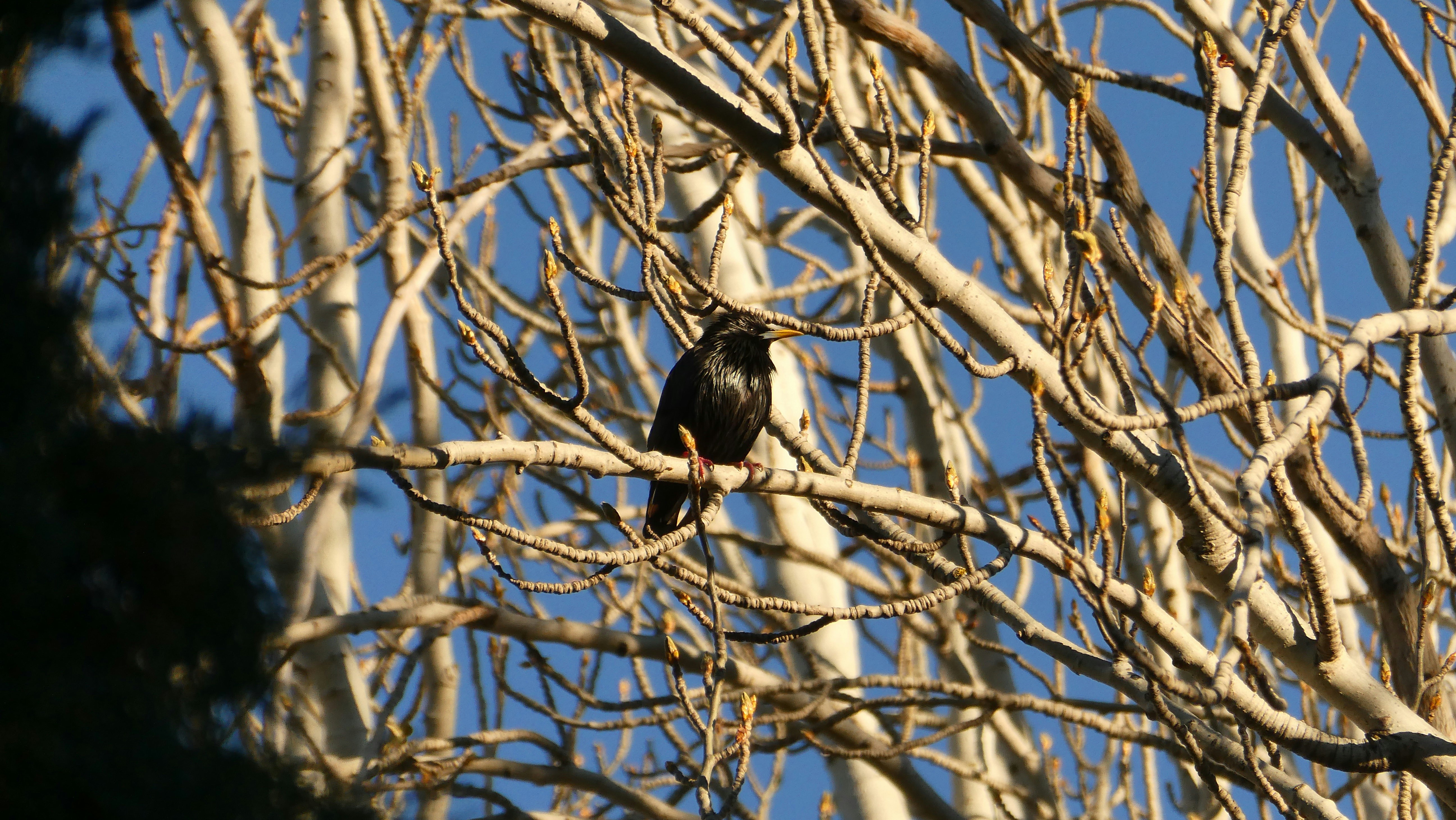 Black Bird among Bleached Branches under a Clear Blue Sky