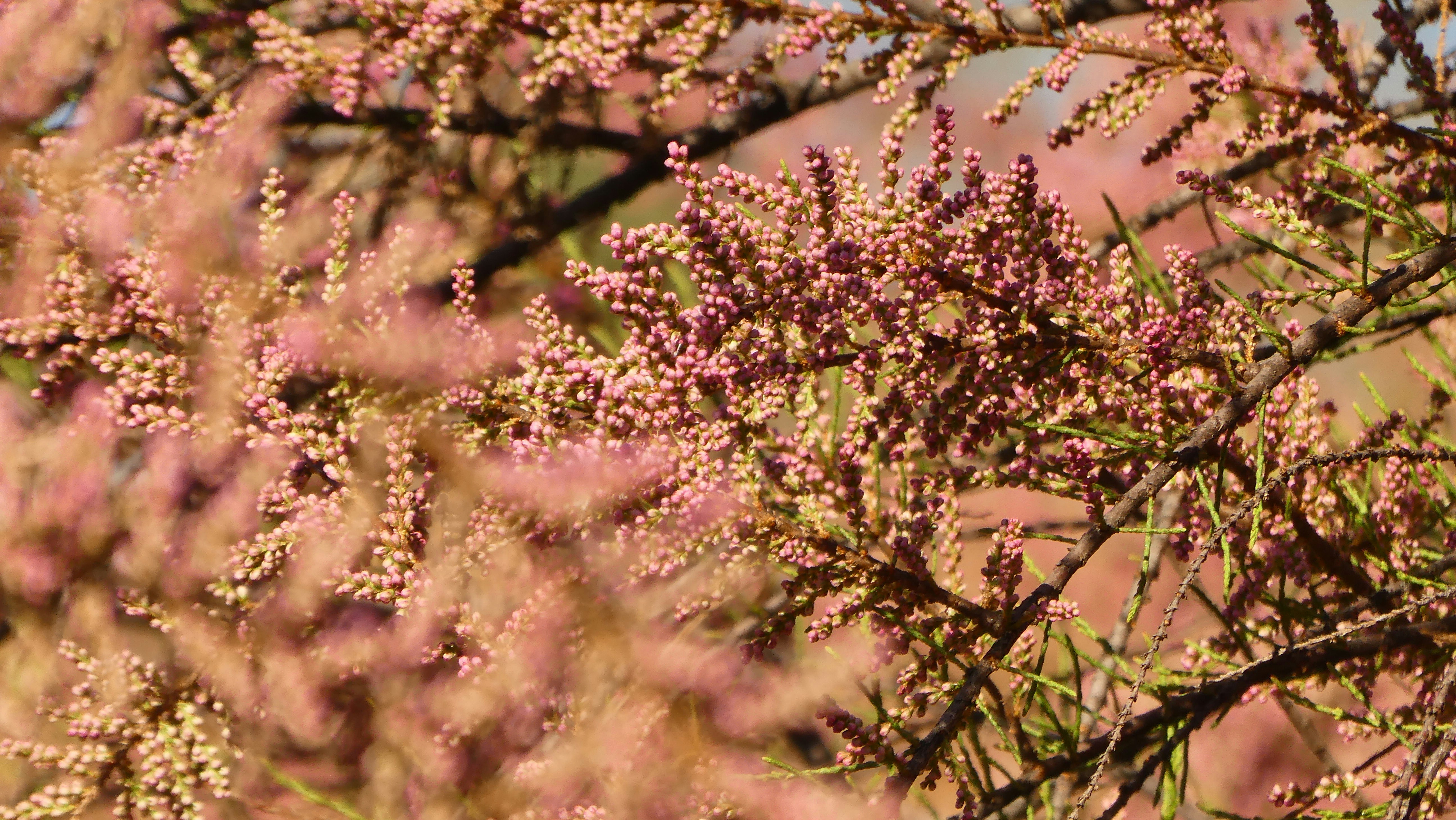 Blushing Branches: A Tangle of Pink Blossoms in Soft Focus