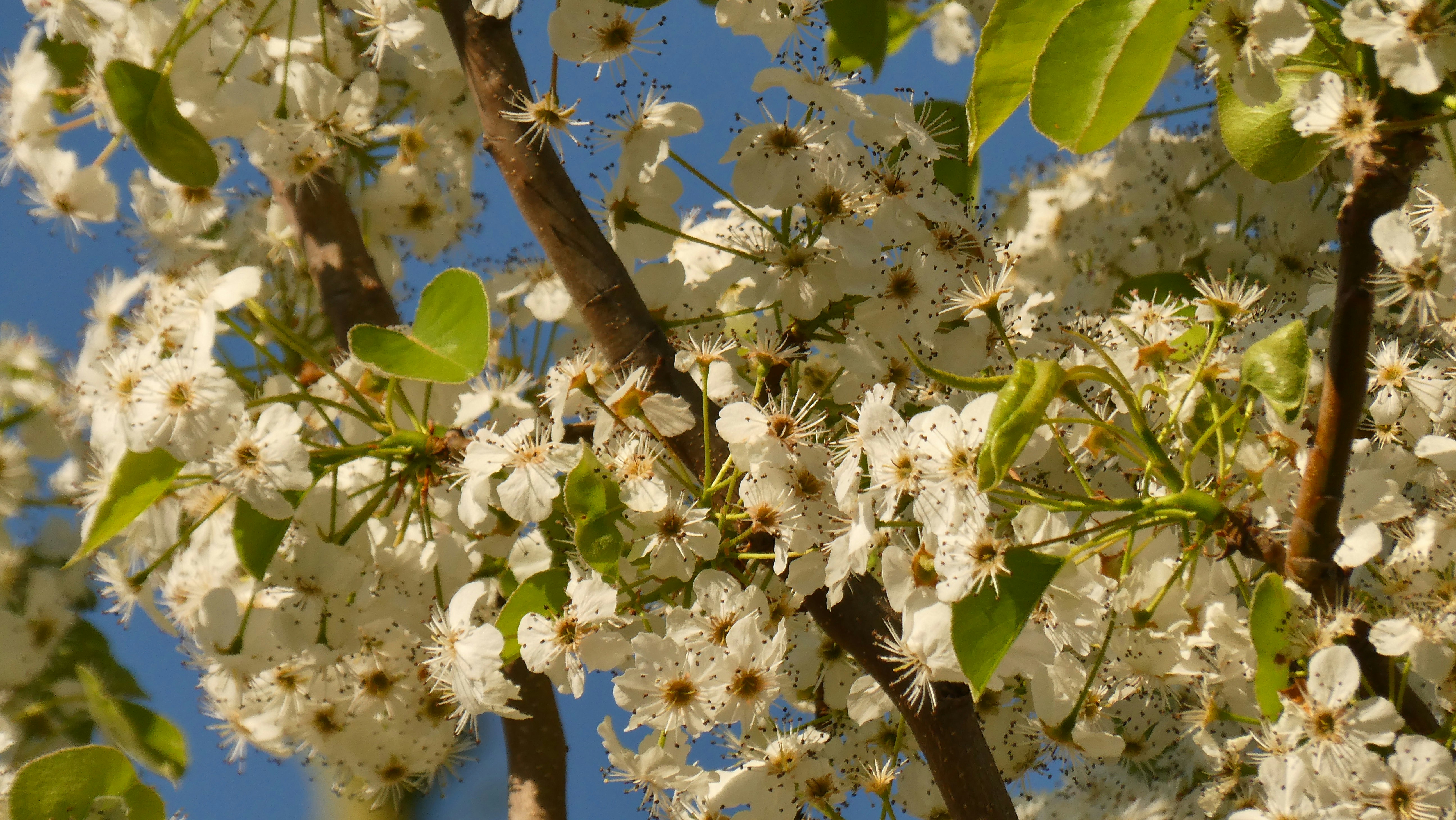 White blossoms cover the branches with a vivid blue sky in the background, highlighting the floral cluster and fresh leaves.