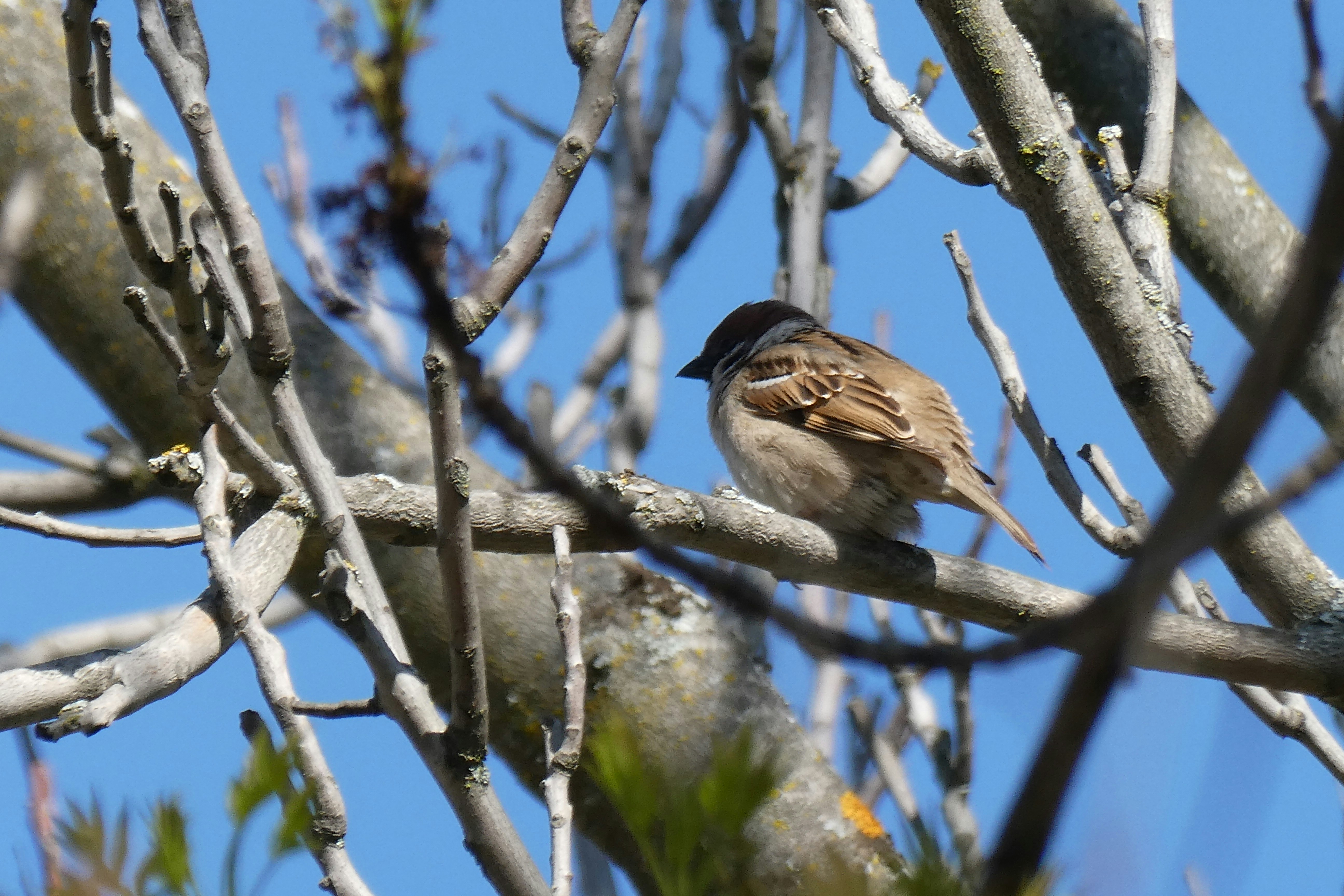 Small brown bird perched on a network of bare branches against a bright blue sky. The scene emphasizes the perched subject with natural winter light.
