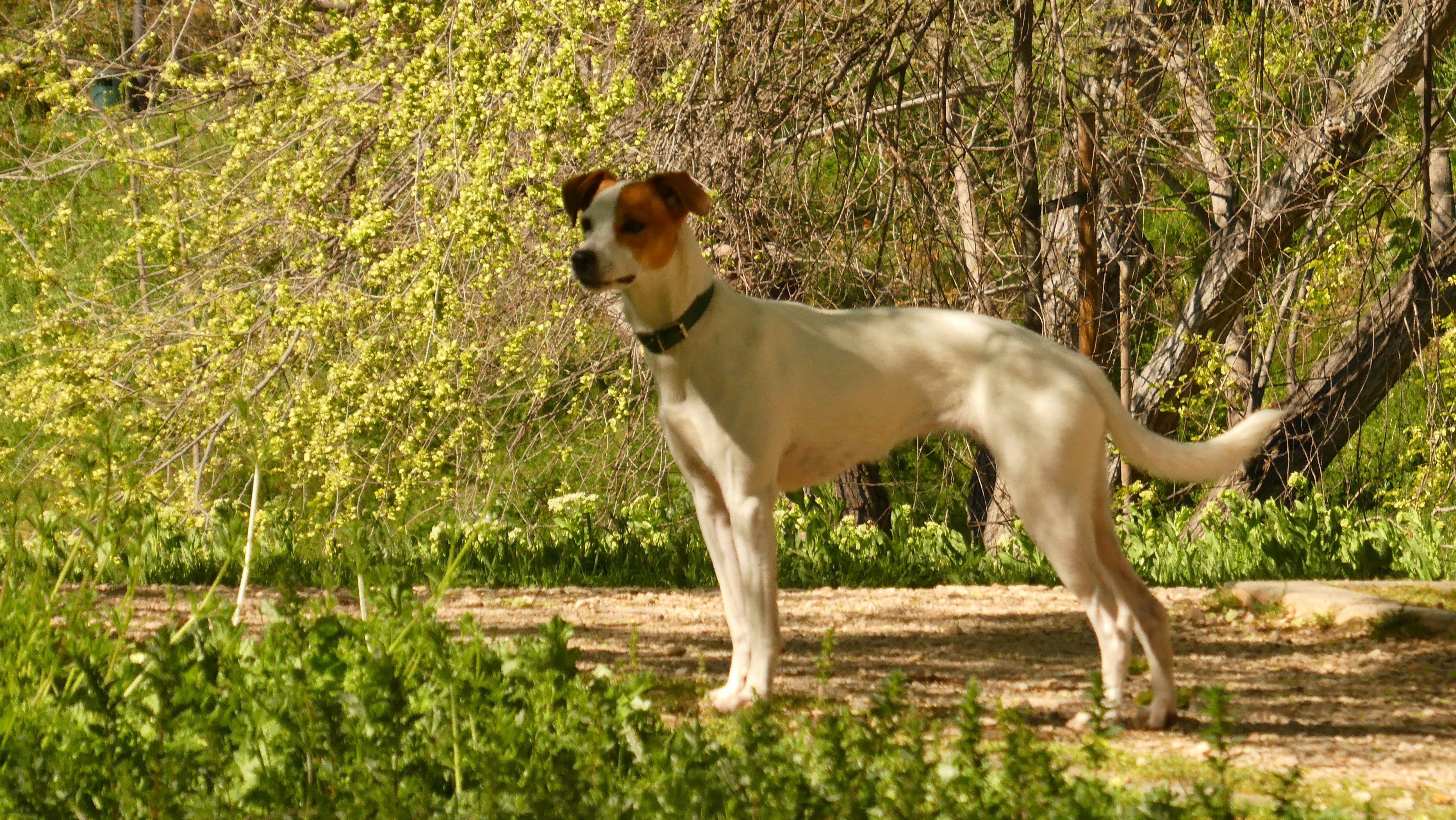 Border Terrier in Dappled Light on a Forest Trail