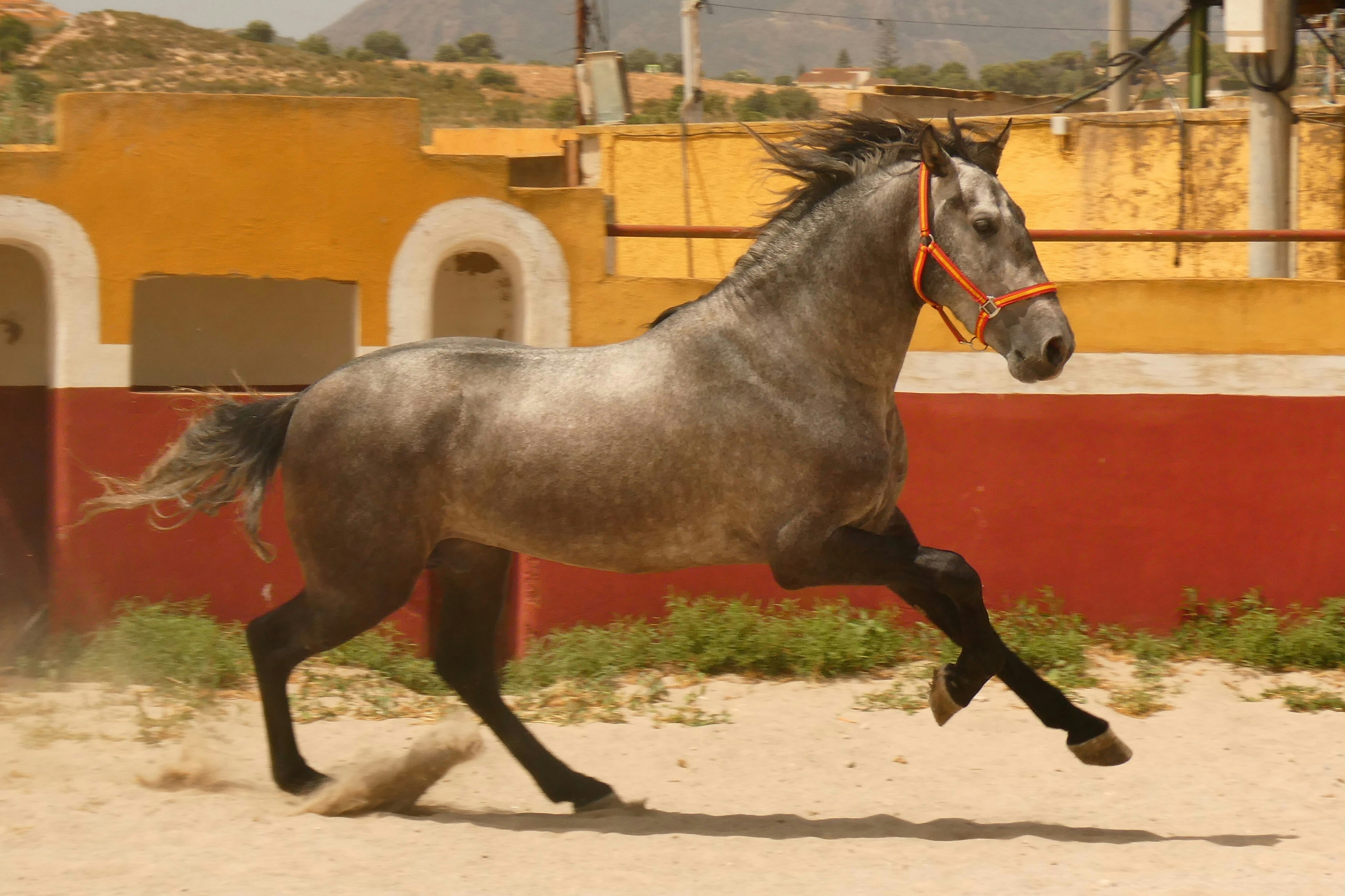 Grey Stallion in Mid-Gait Against a Warm Mexican Arena Wall