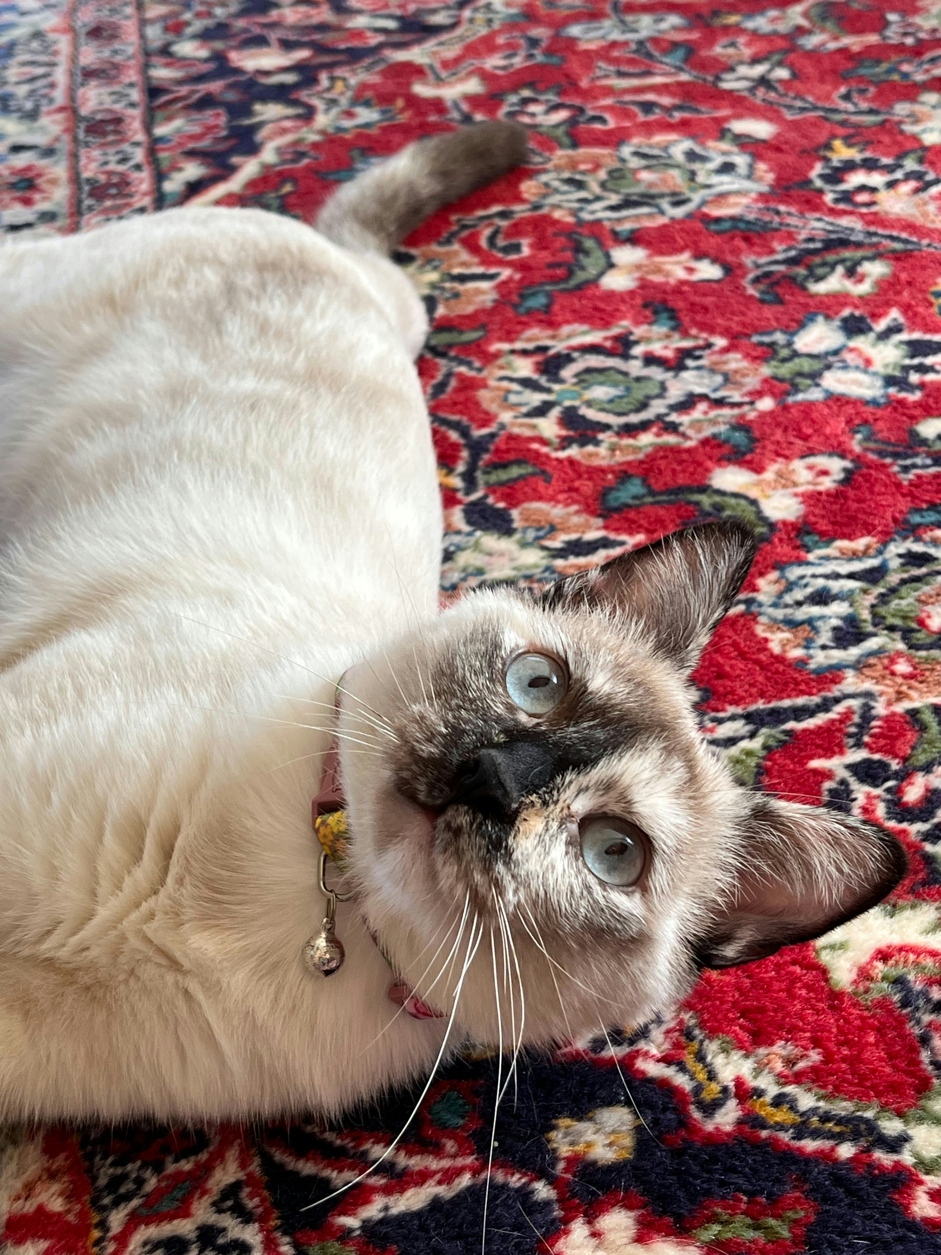 Curious Cat on a Persian Rug: Soft Fur, Wide Eyes