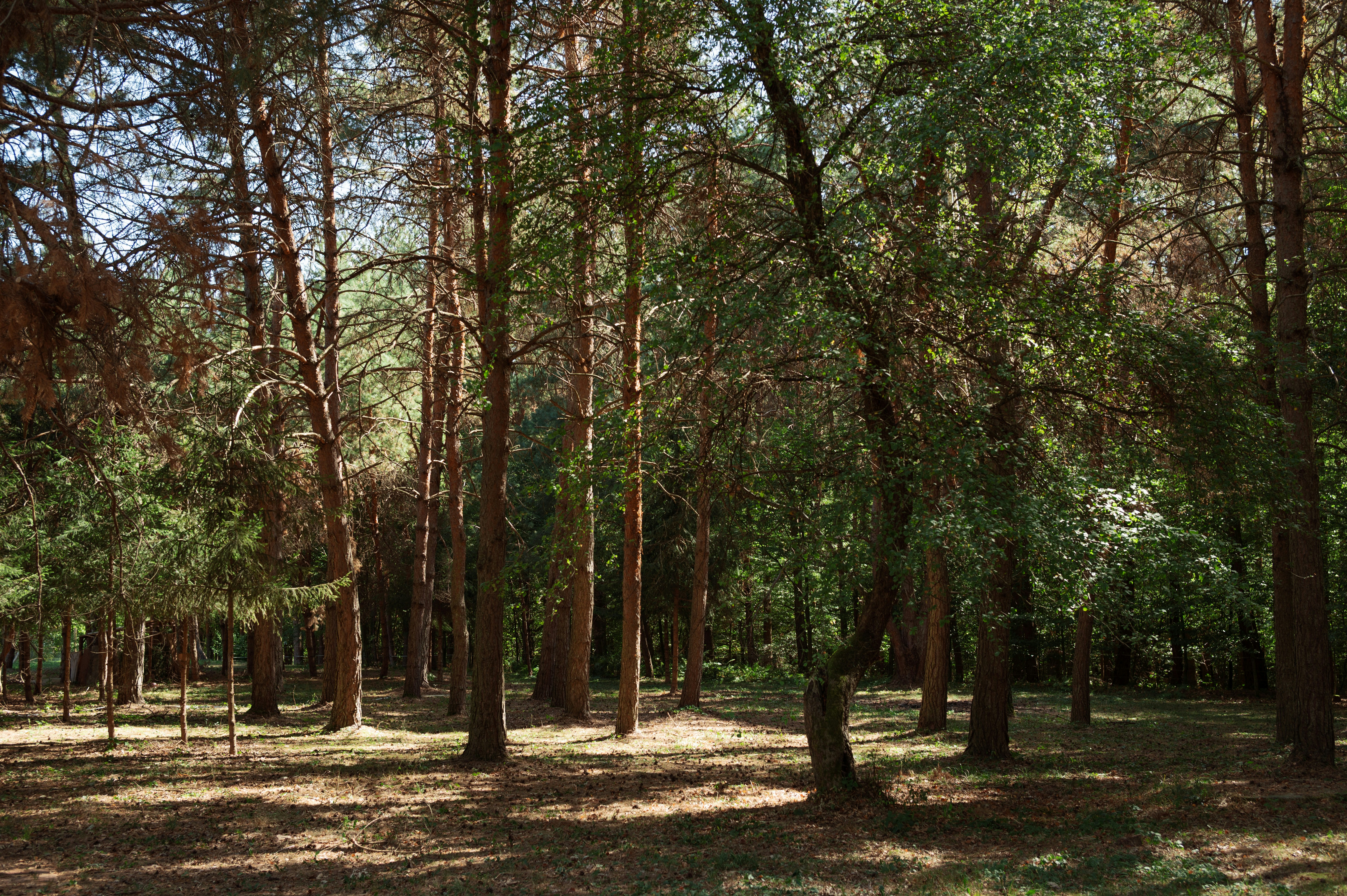 Slender Pines in Dappled Light