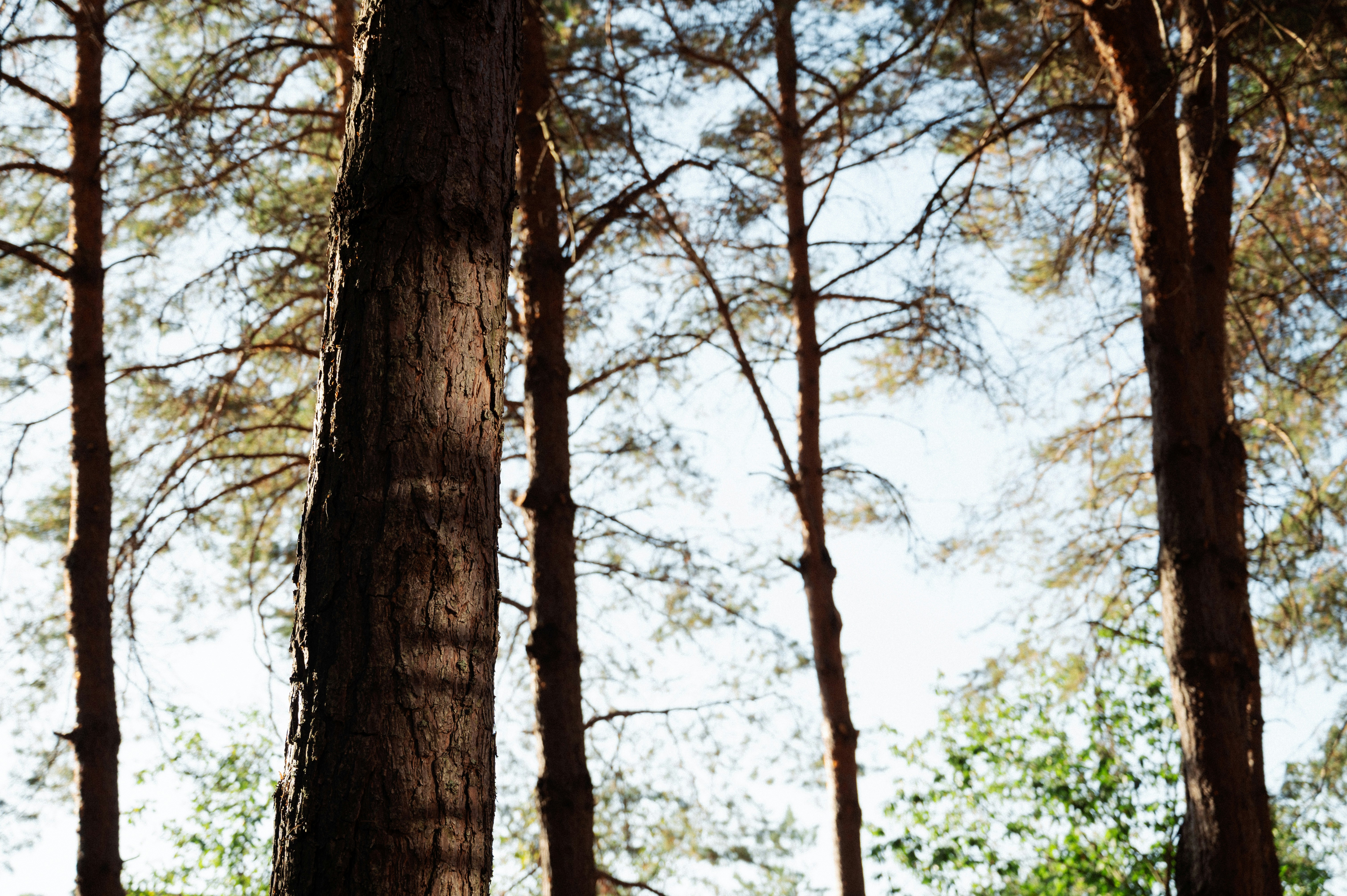Pines Reaching Toward the Sky