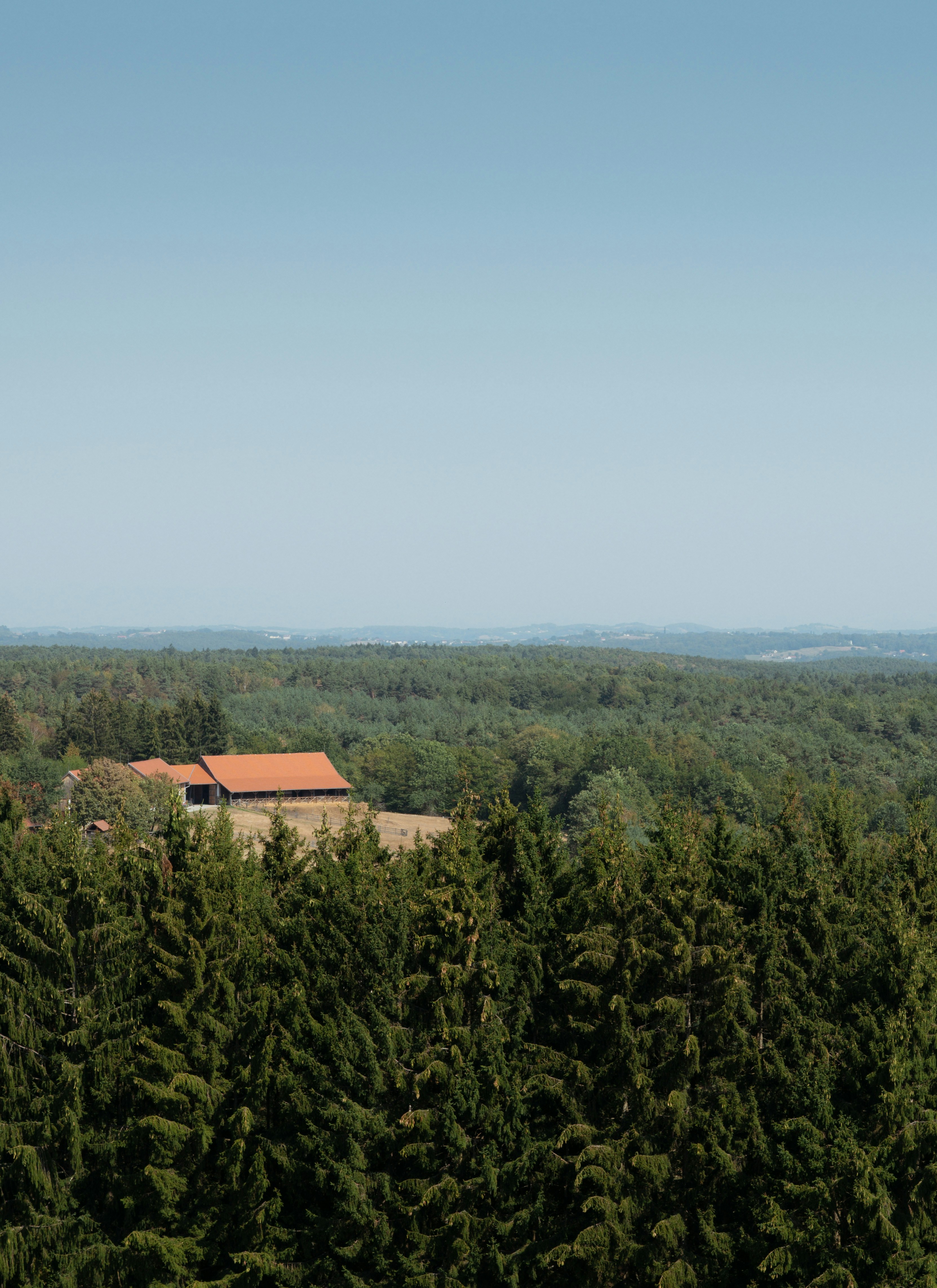 Red-roofed Farmstead Nestled at the Edge of Pine Forest