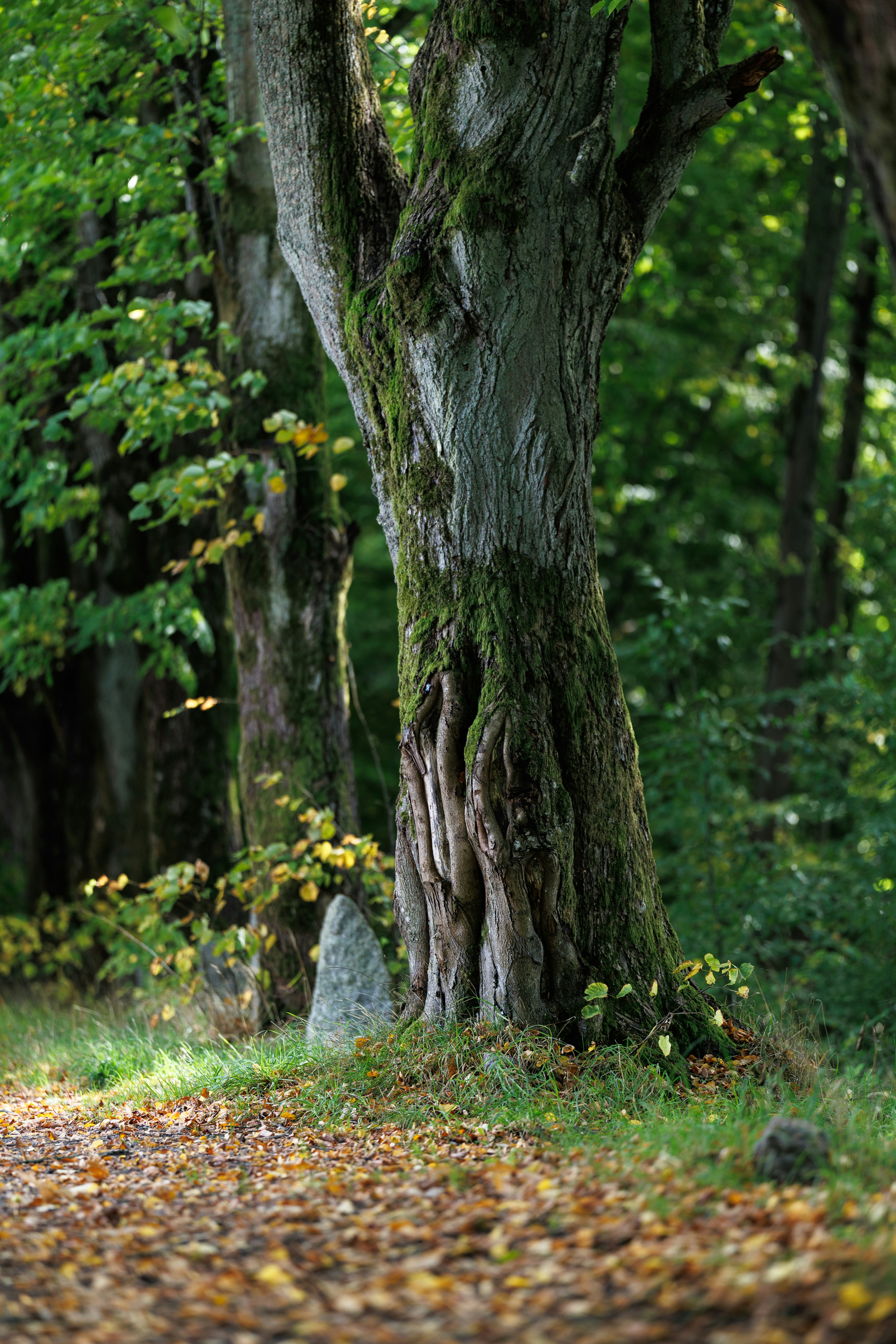 Gnarled Sentinel: A Moss-Cloaked Tree in Autumn Trail