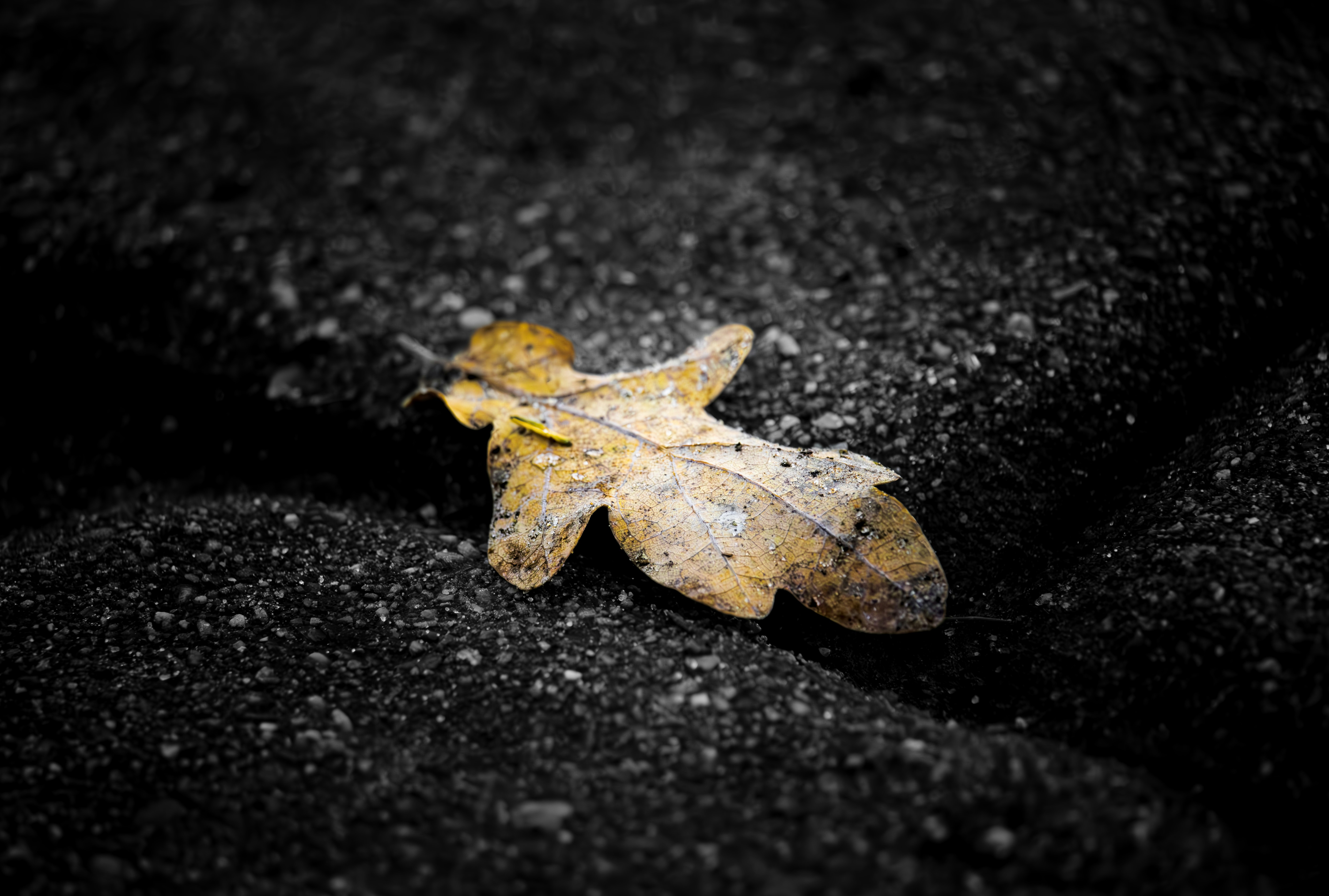 A single yellow leaf rests on a dark, textured asphalt surface, its edges slightly curled and highlighted by soft light.