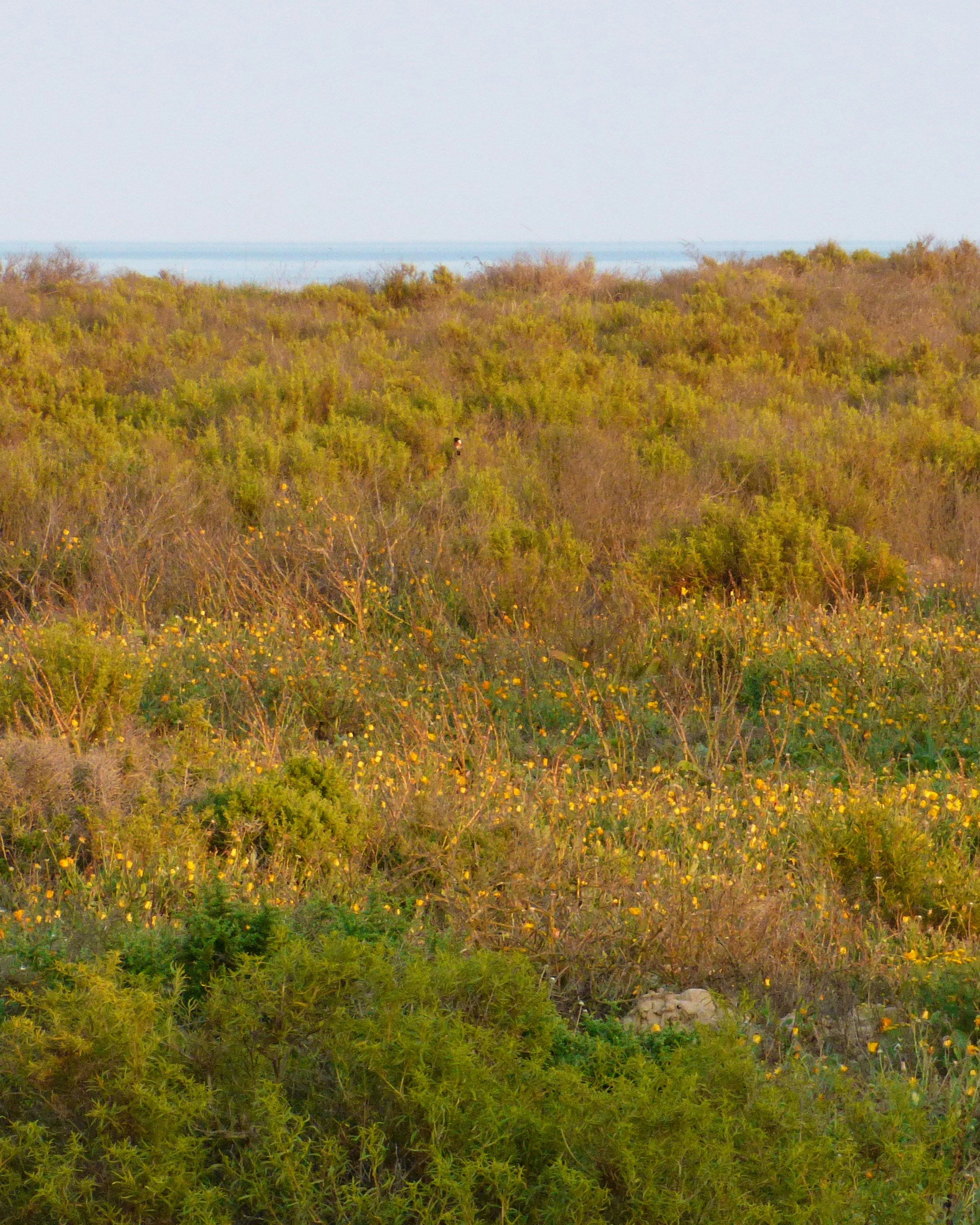 Golden Coastal Dunes in Soft Autumn Light