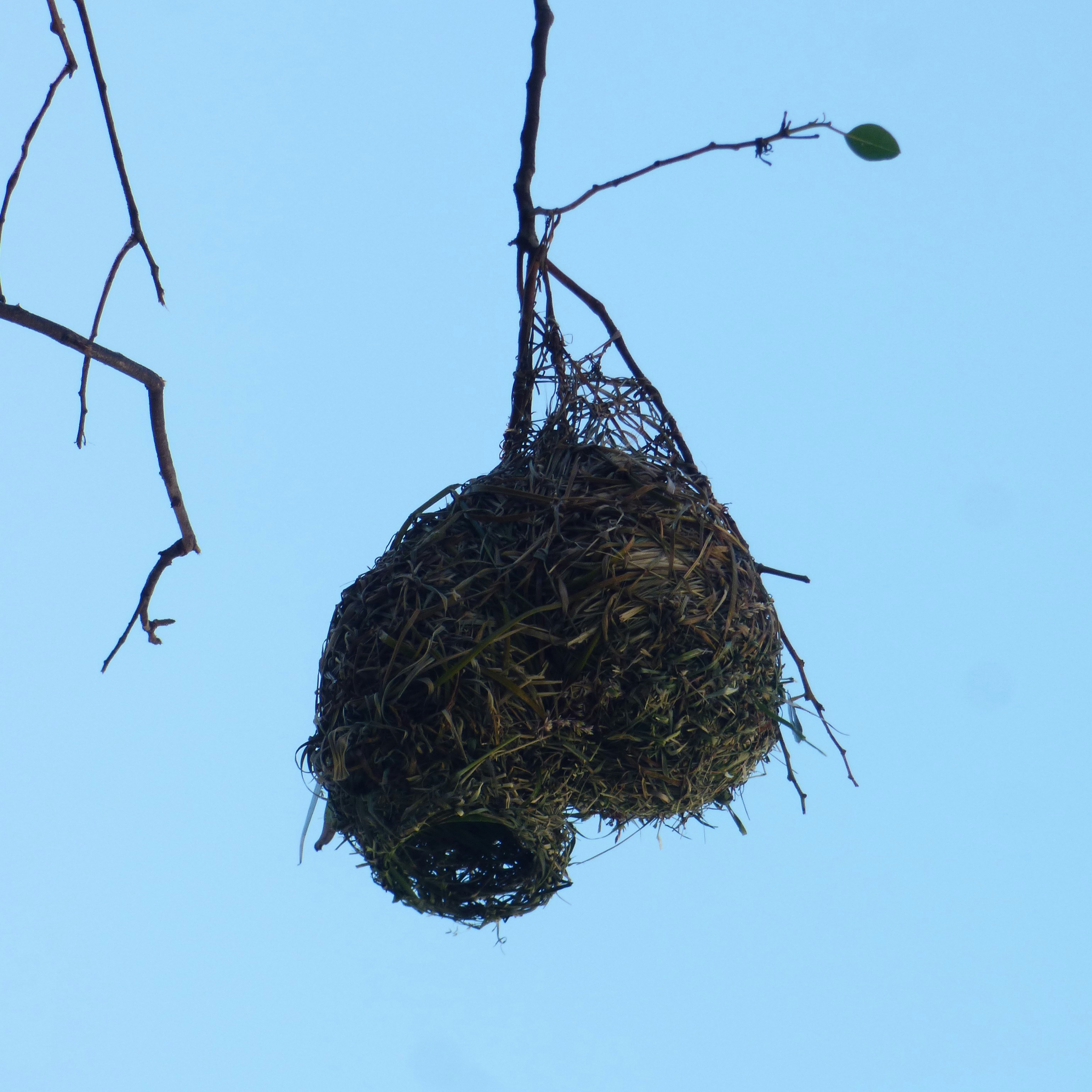 A woven bird nest hanging from a thin branch against a clear blue sky