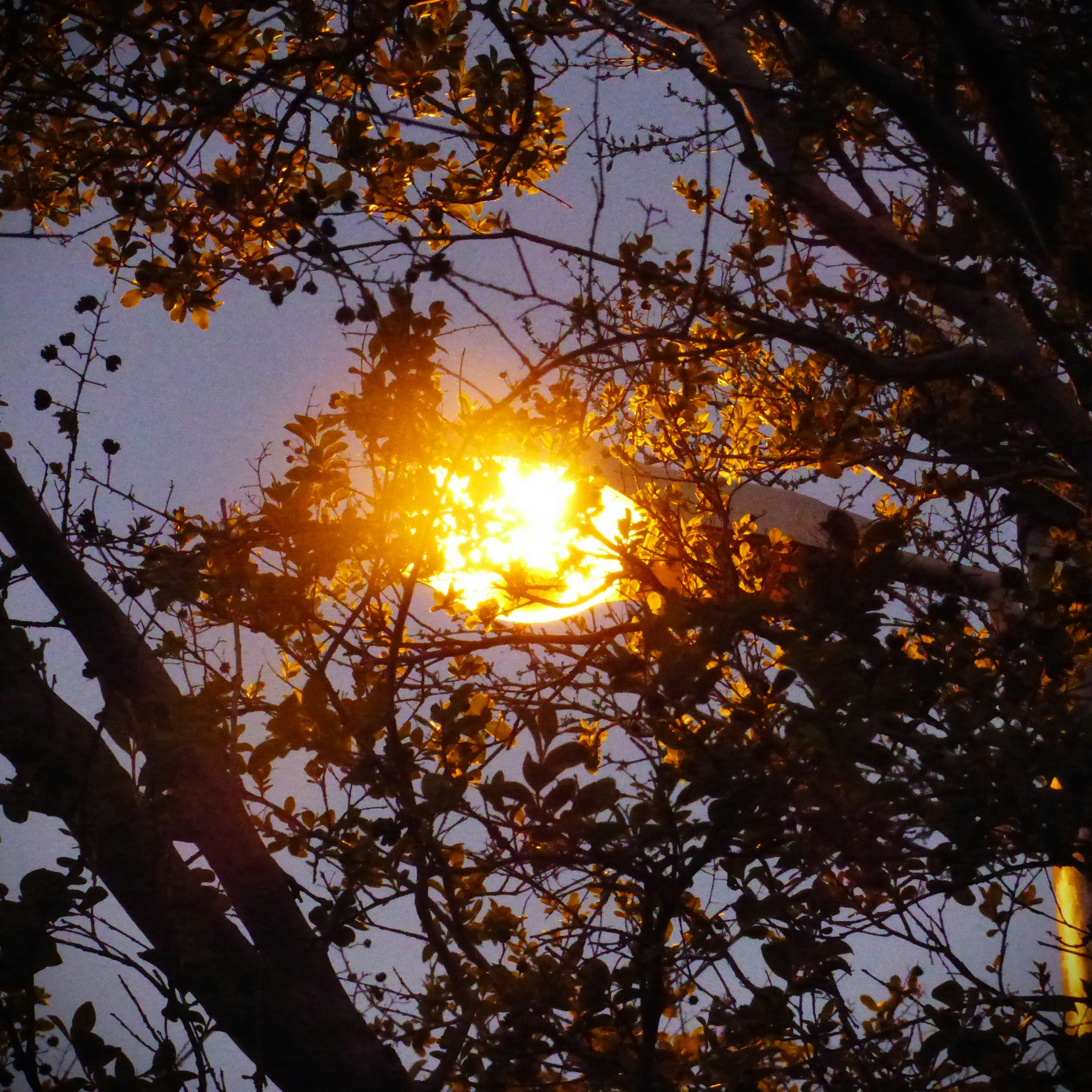 Sunlit canopy: a bright core through tangled branches