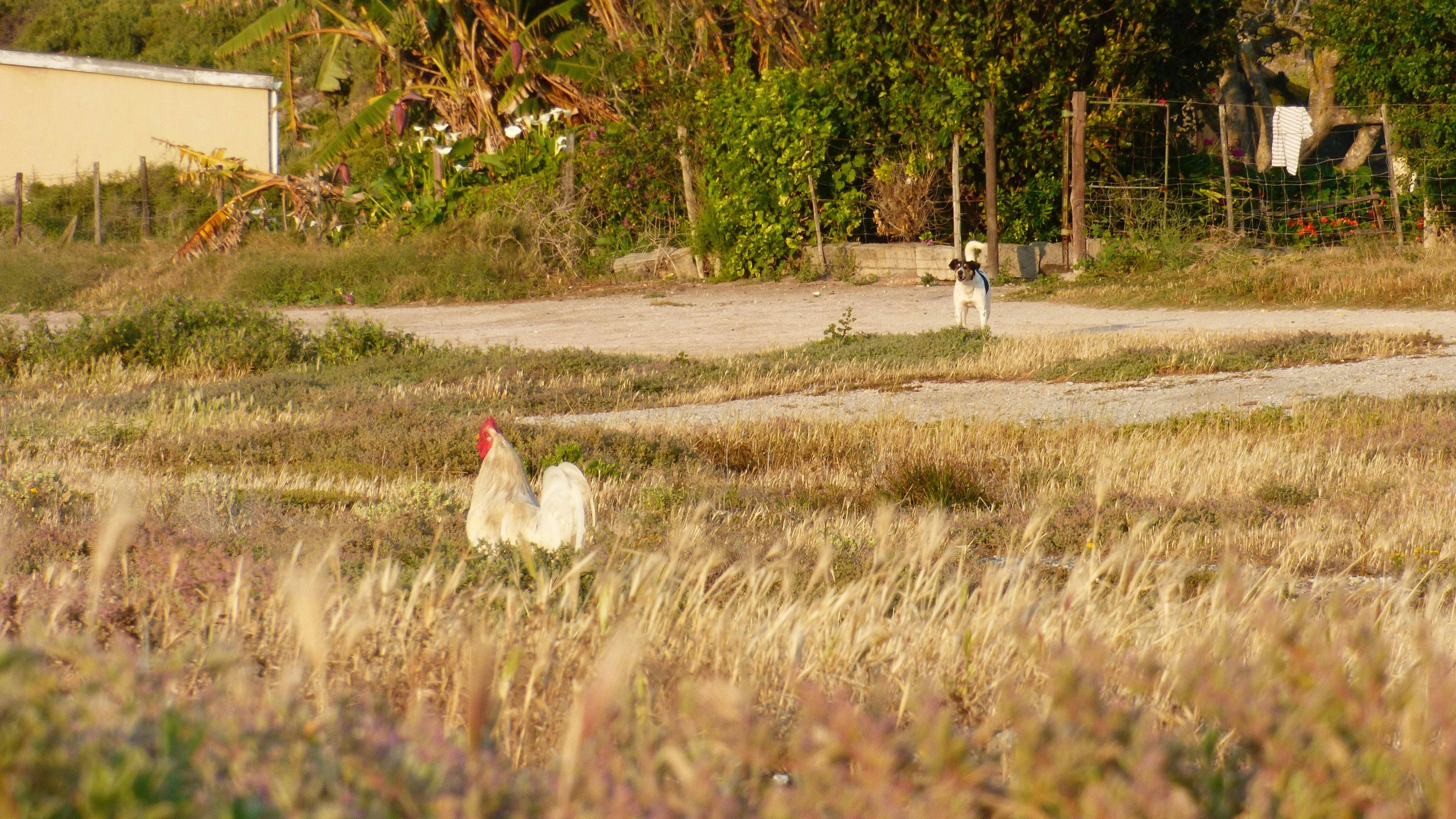 Rooster in a Quiet Field: A Quiet Portrait of Rural Calm