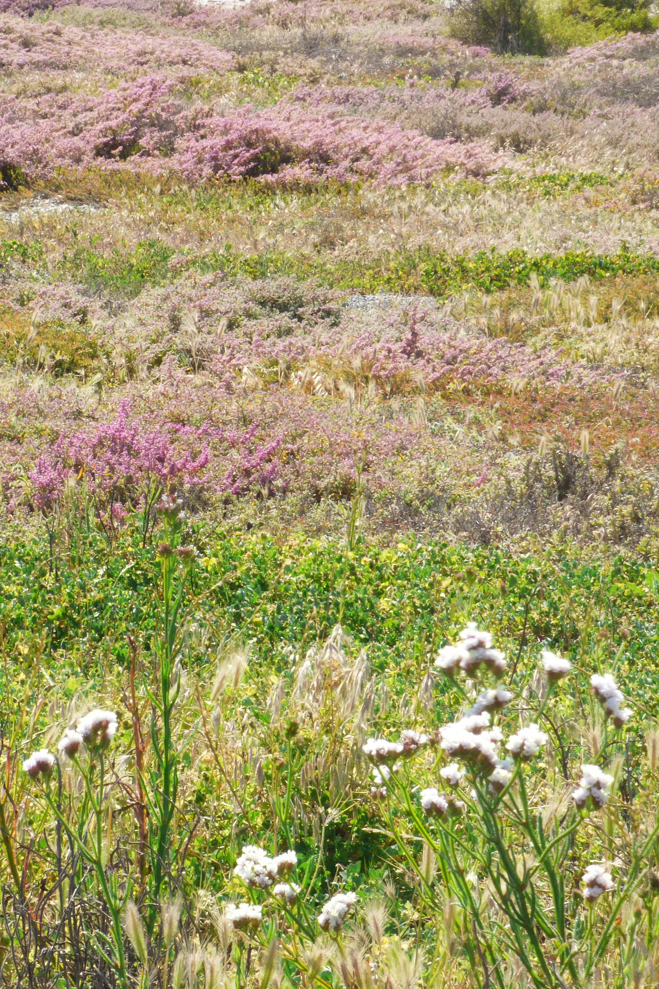 Pastel Meadow in Quiet Sun