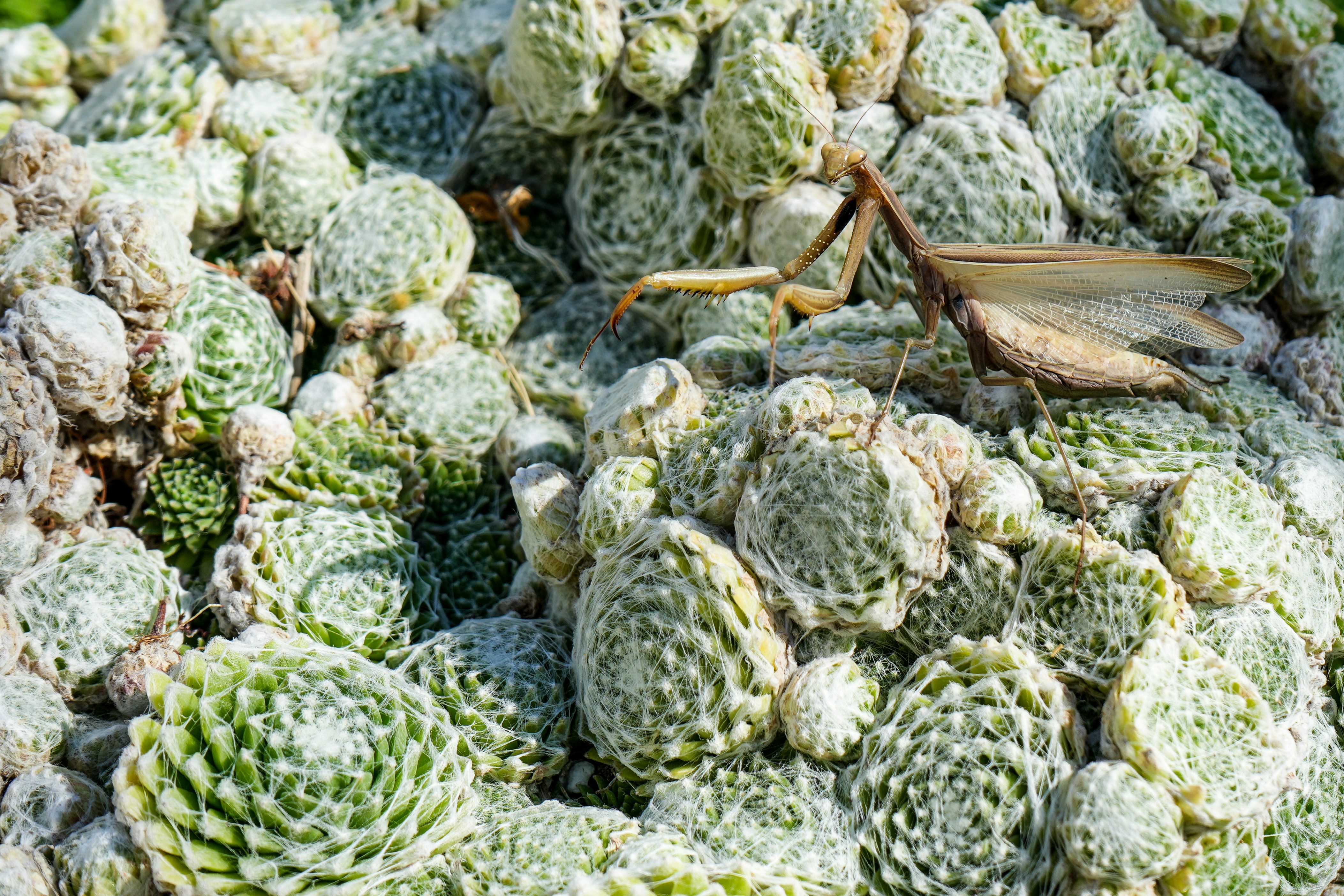 Desert Garden: A Dried Wingdrift across Cabbage-like Crystals