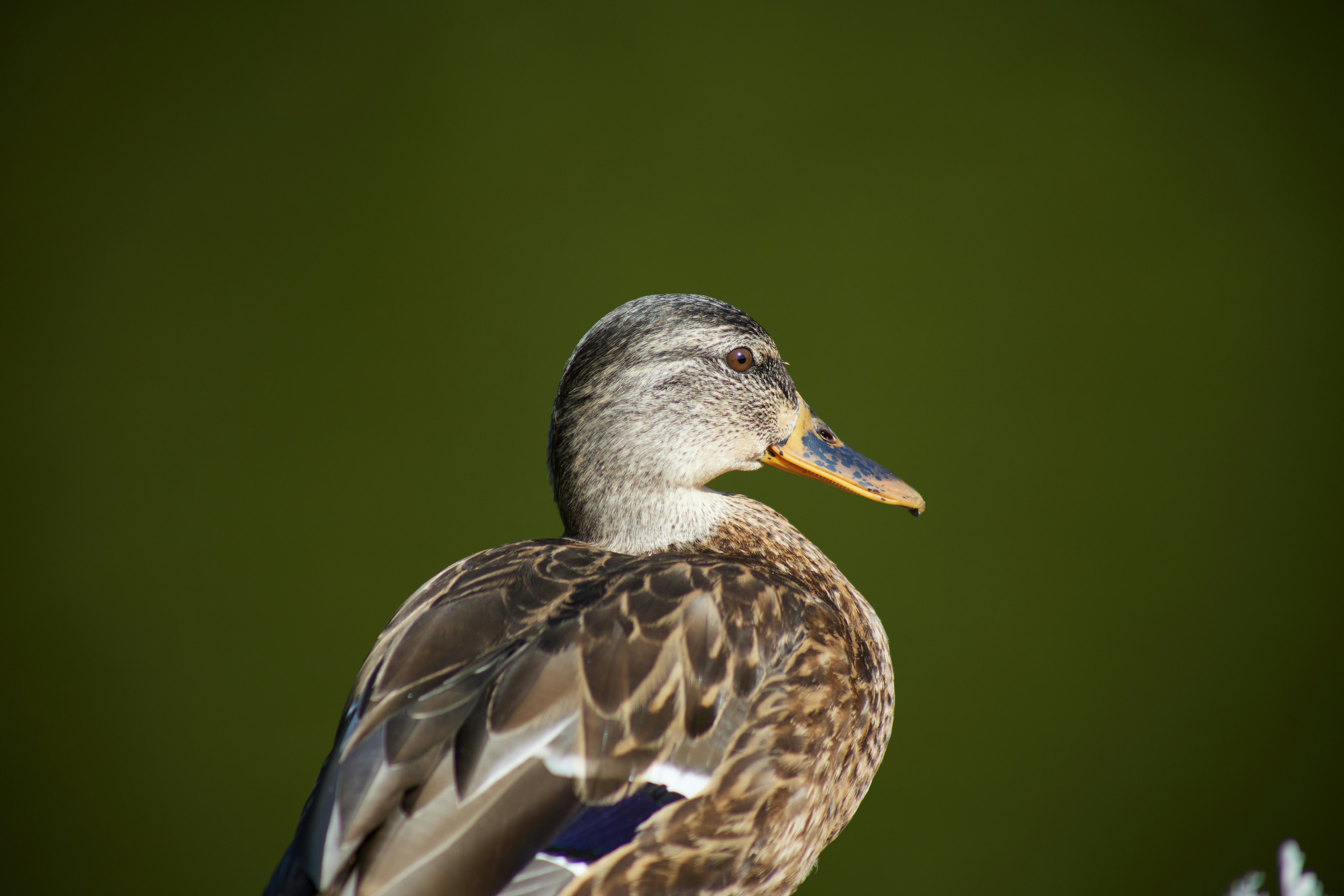 Mallard portrait with focus on head and eye against a smooth green background; plumage details and beak are clear in shallow depth of field. Logo-free wildlife photograph.