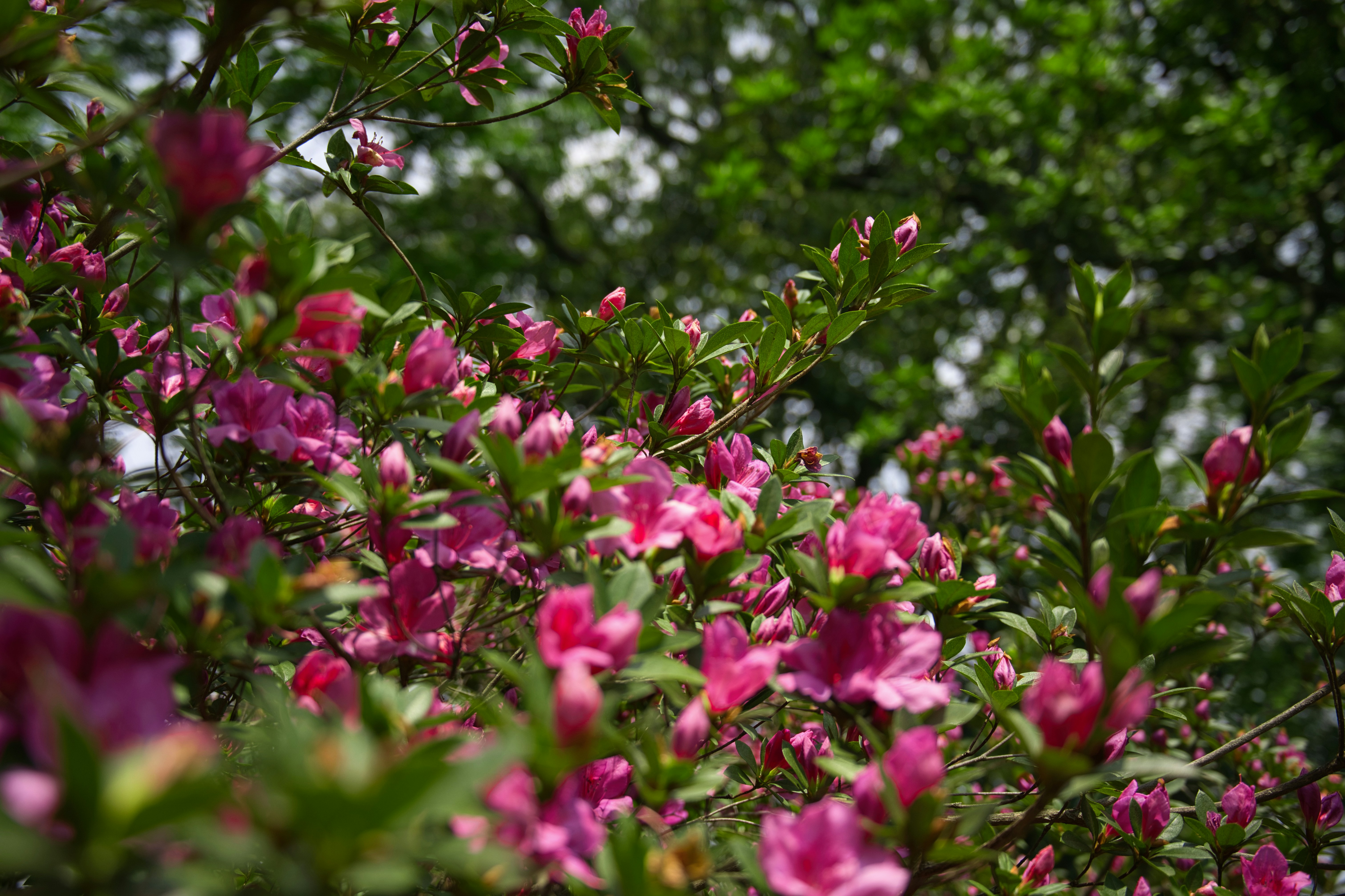 Vibrant pink blossoms cluster across a leafy backdrop, creating a lush floral scene with a shallow depth of field. A natural, garden-centered composition highlighting the textural contrast between petals and foliage.