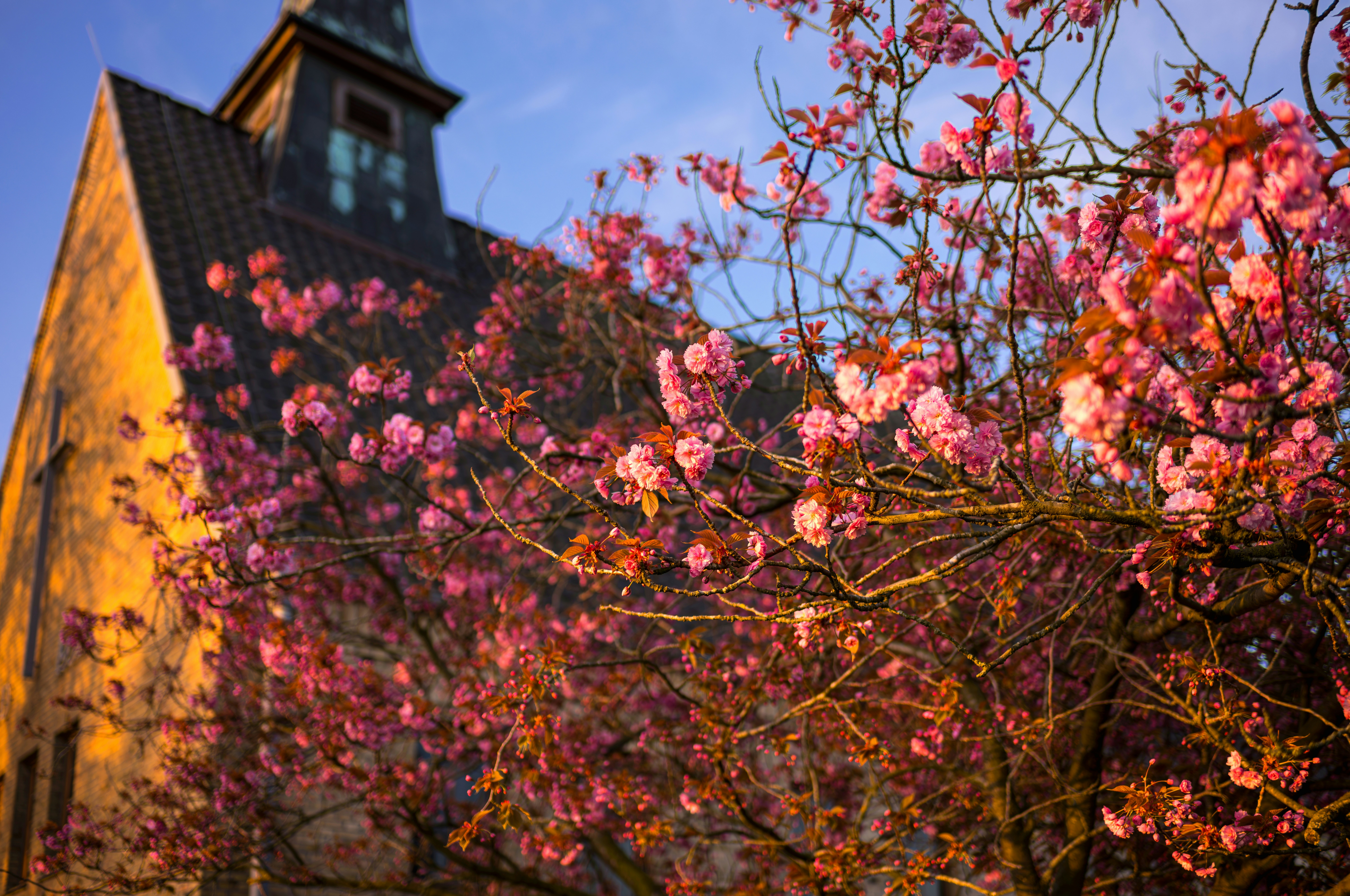 Blossoms in the Sunlit Stonework