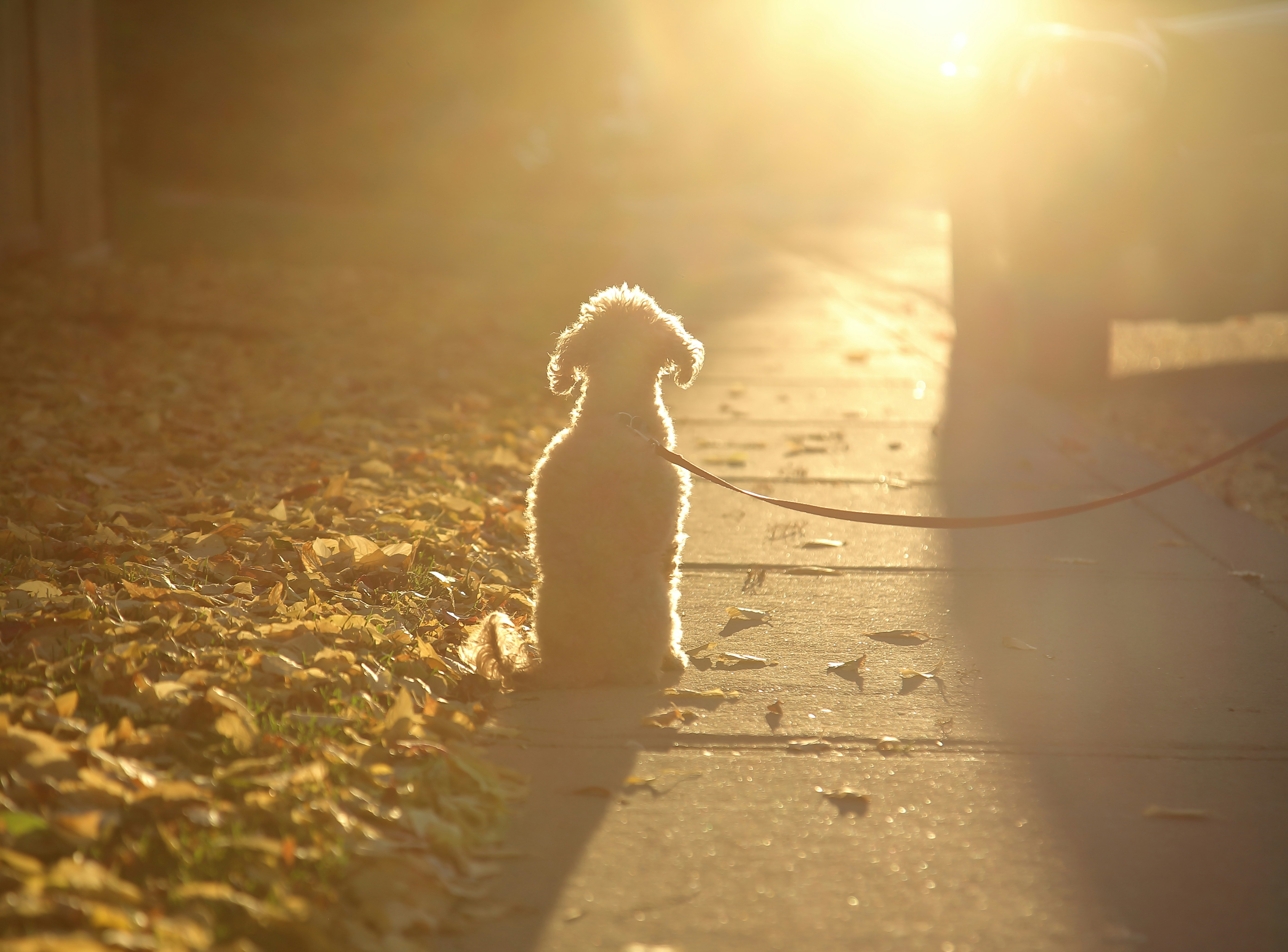 Sunlit Stroll: A Poodle in the Golden Hour Ahead of the Park