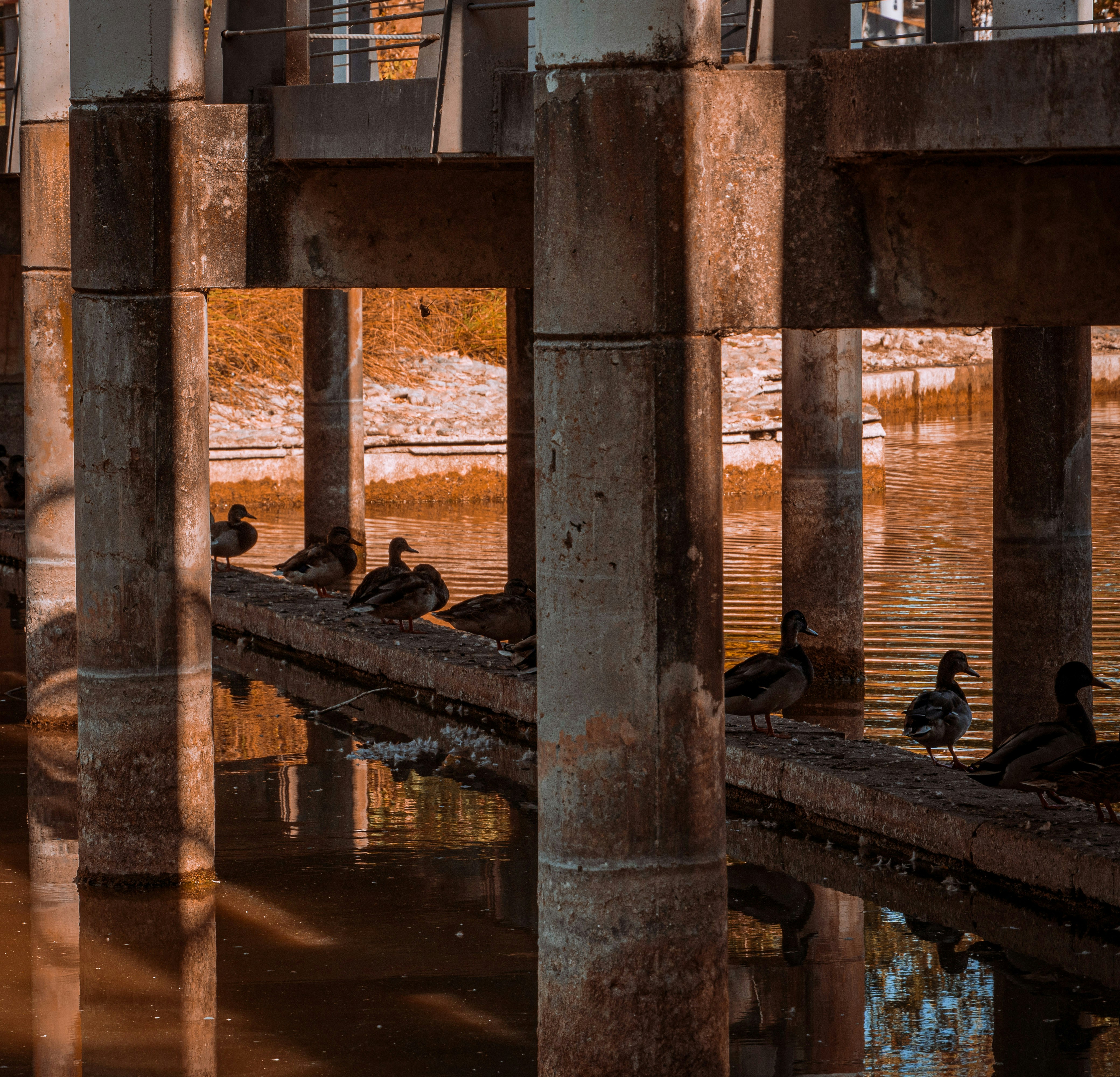 Sunlit Stairs of Dusk: Ducks at the Riverside Underpass