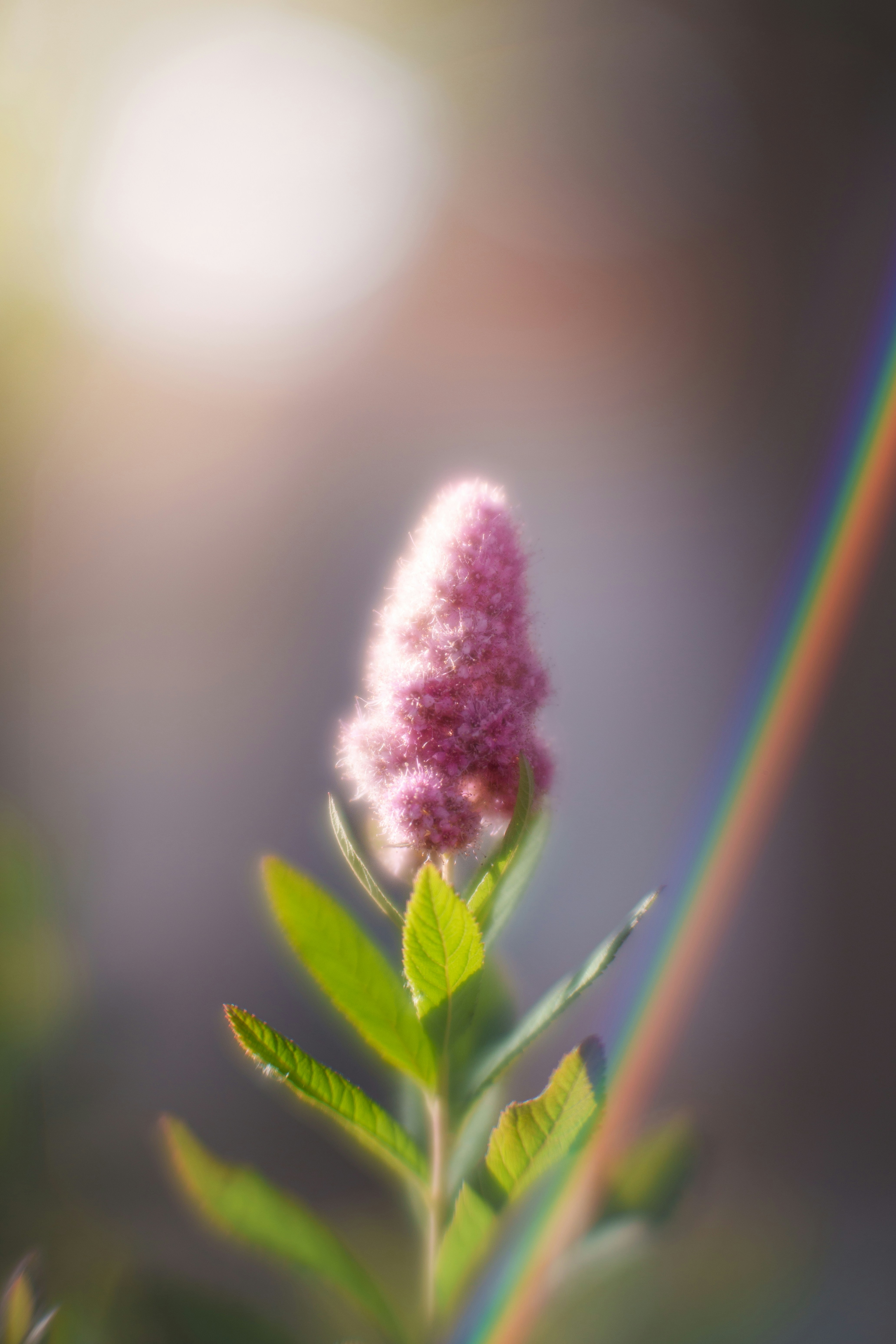 Soft Sunrise Bloom: A Pink Plume Amid a Rainbow Arc