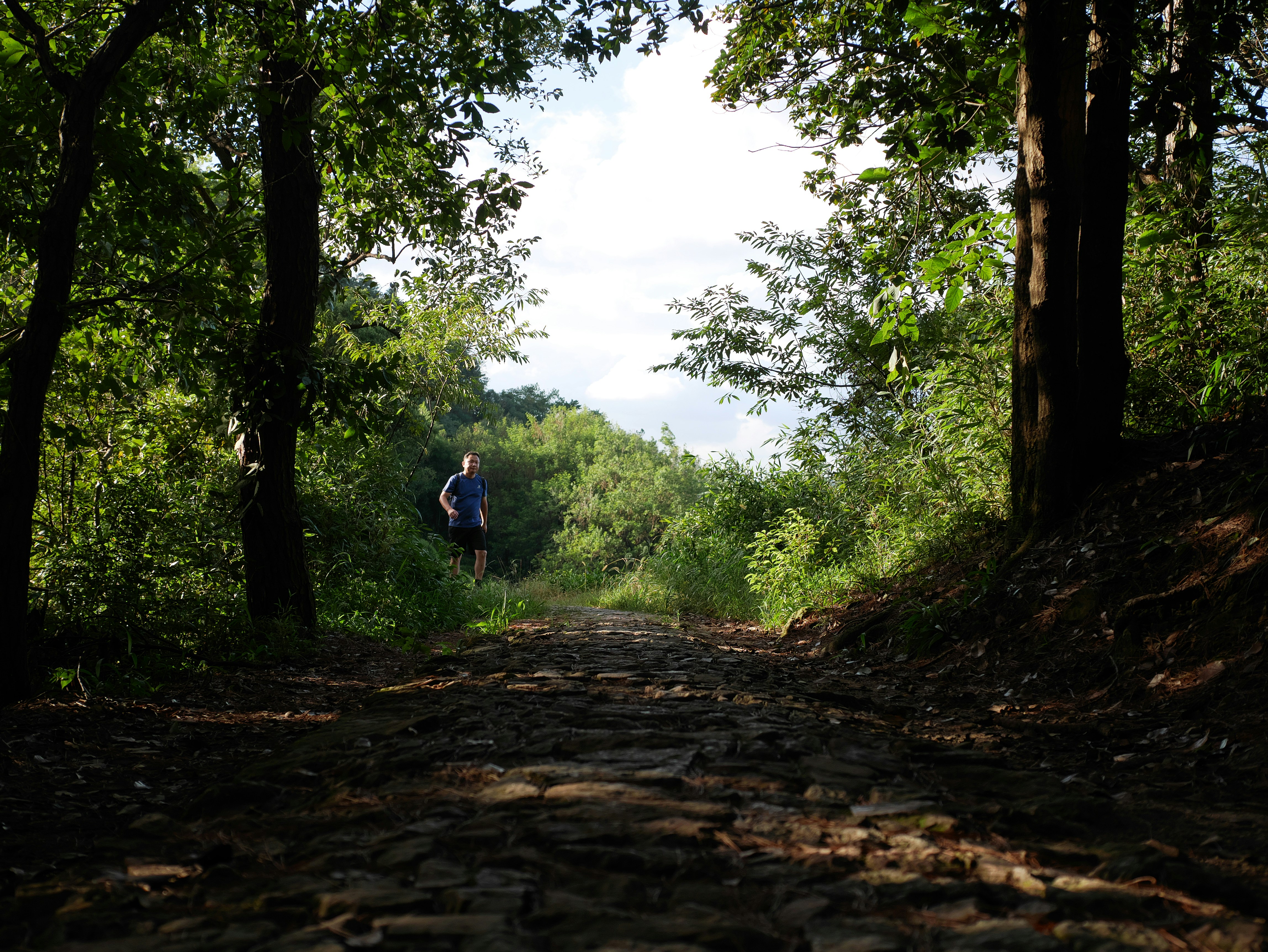 Trail Runner in Dappled Light on a Forest Path