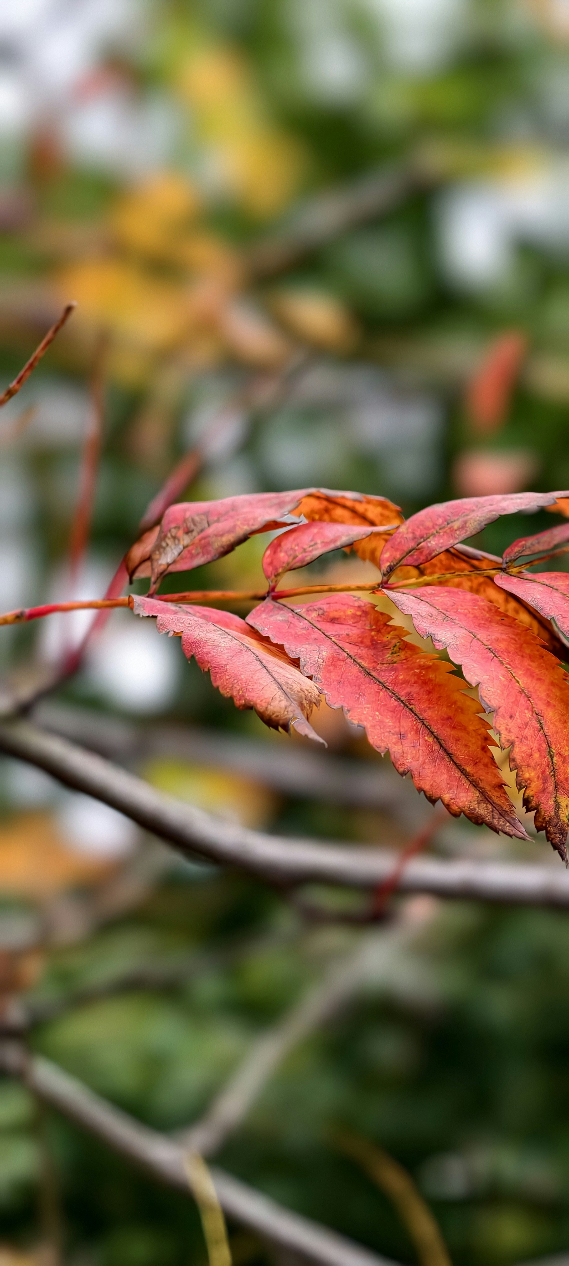 Crimson autumn leaves cling to a slender branch, softly blurred background with hints of green and orange. A close-up capture of seasonal foliage.
