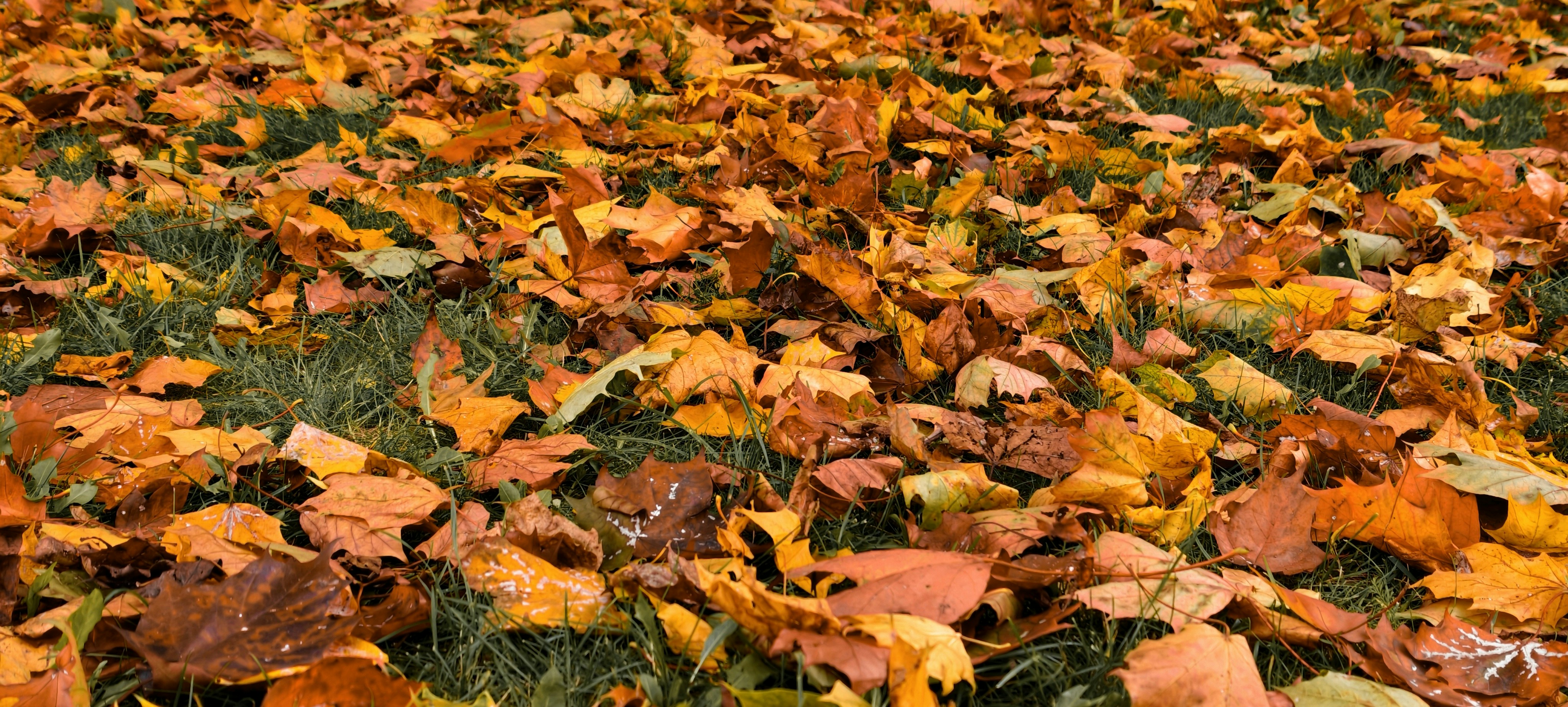 A field of fallen autumn leaves blankets the grass in warm hues of orange and brown, captured from a ground-level perspective to emphasize texture and color. 