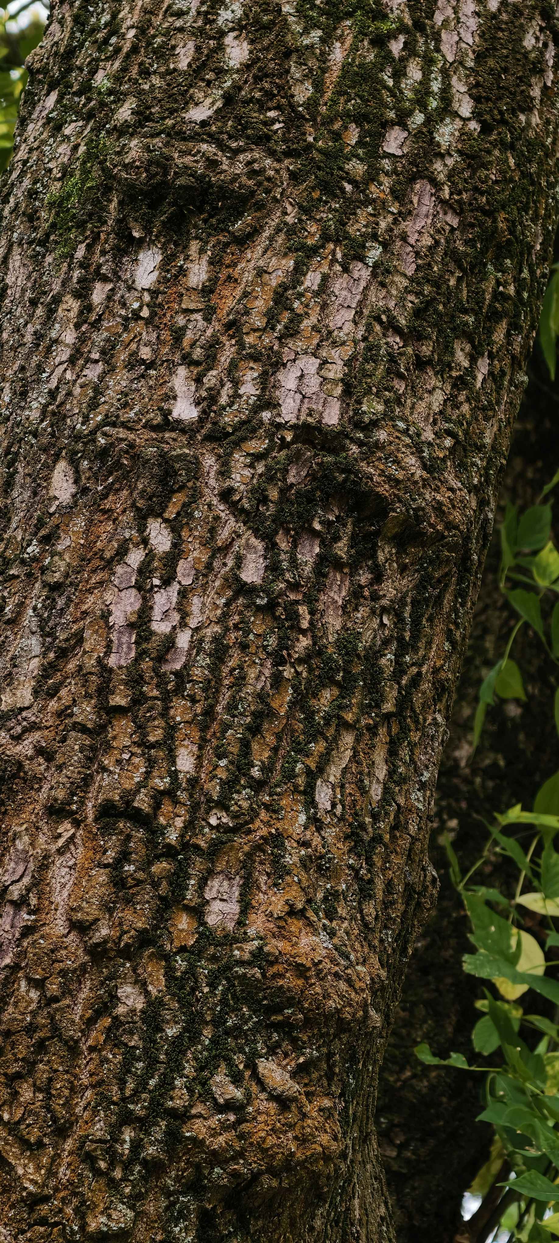 Rugged Bark Mosaic: Mossy Texture on a Tree Trunk