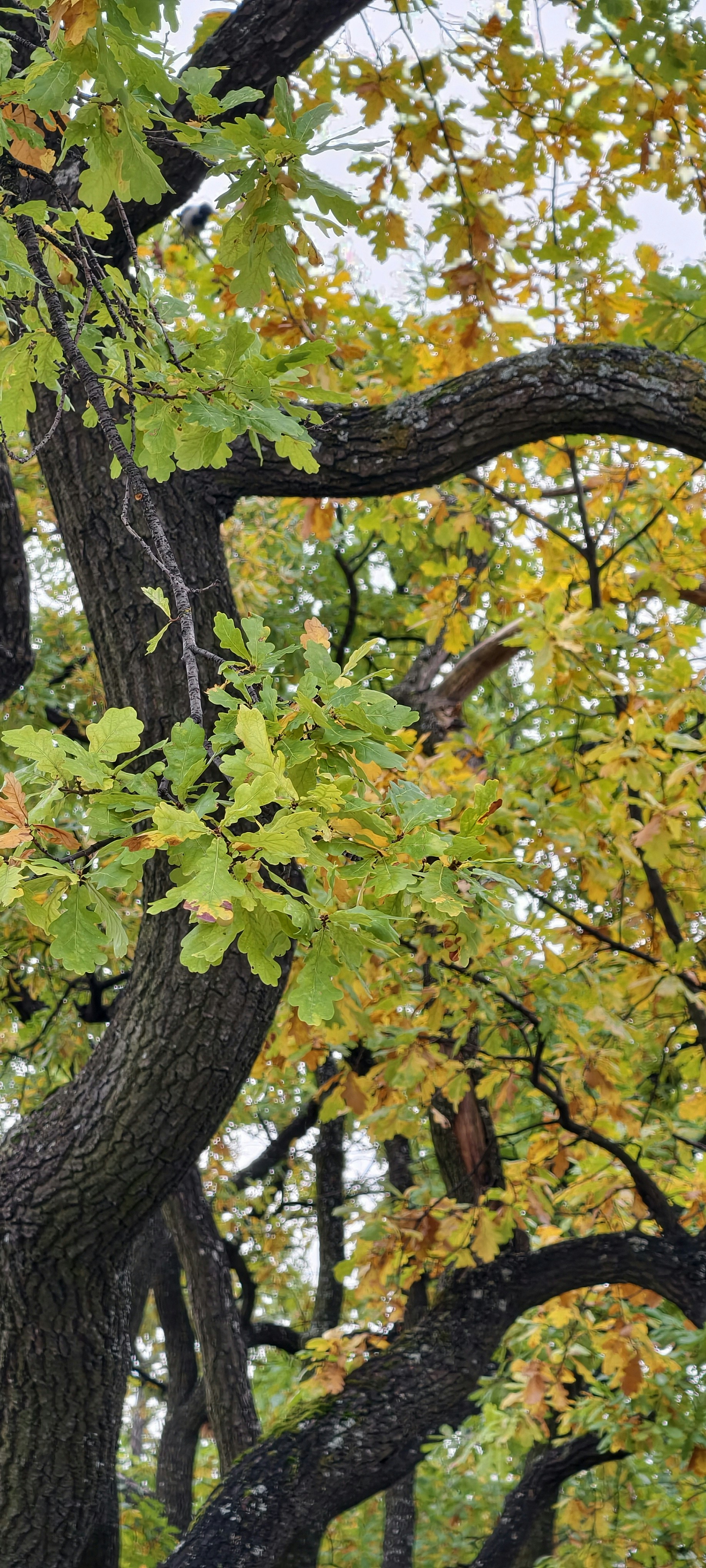 Leafy branches climb and twist around rugged trunks, showcasing fall colors against a pale sky.