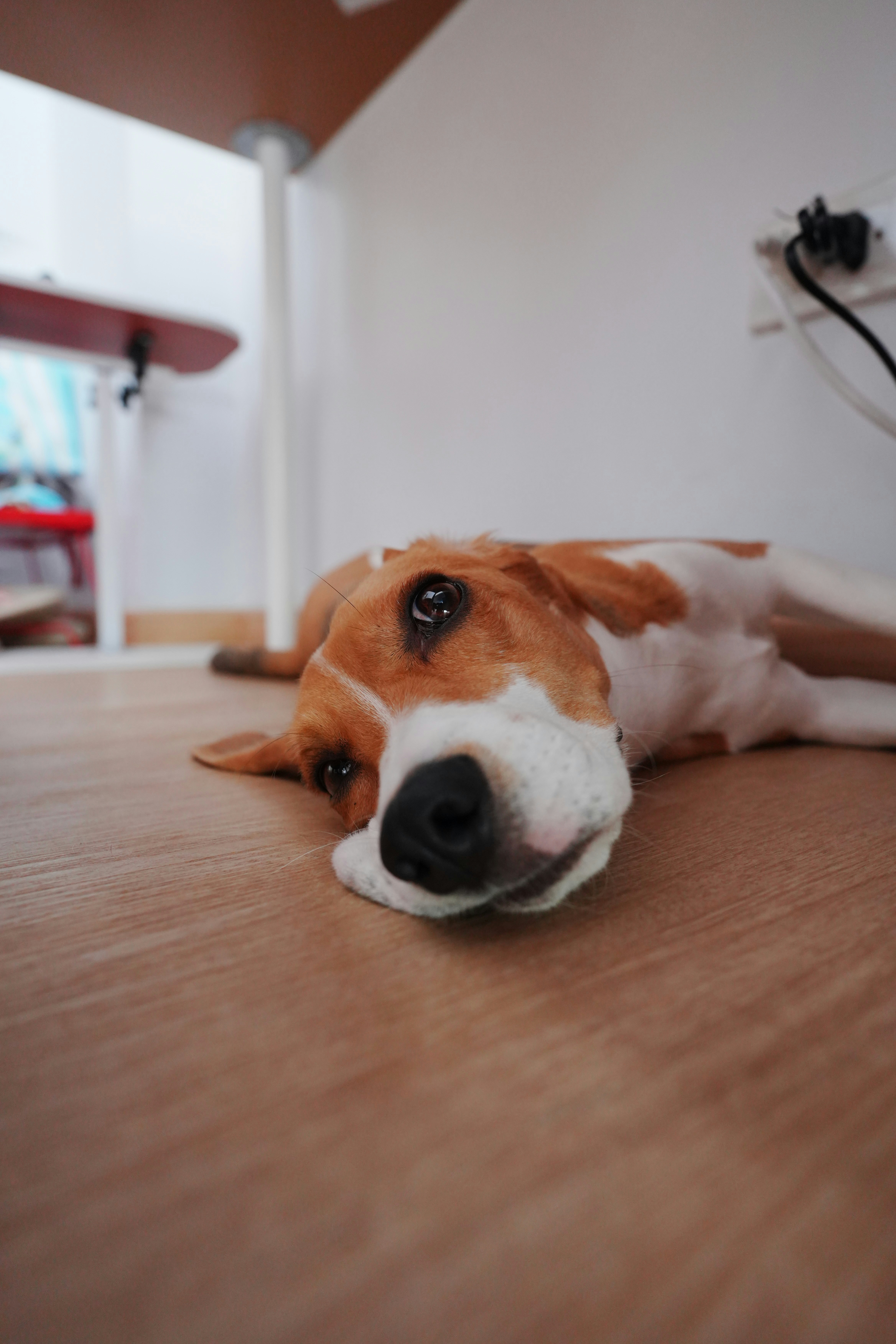 Close-up of a cute beagle dog resting its head comfortably on the floor indoors.