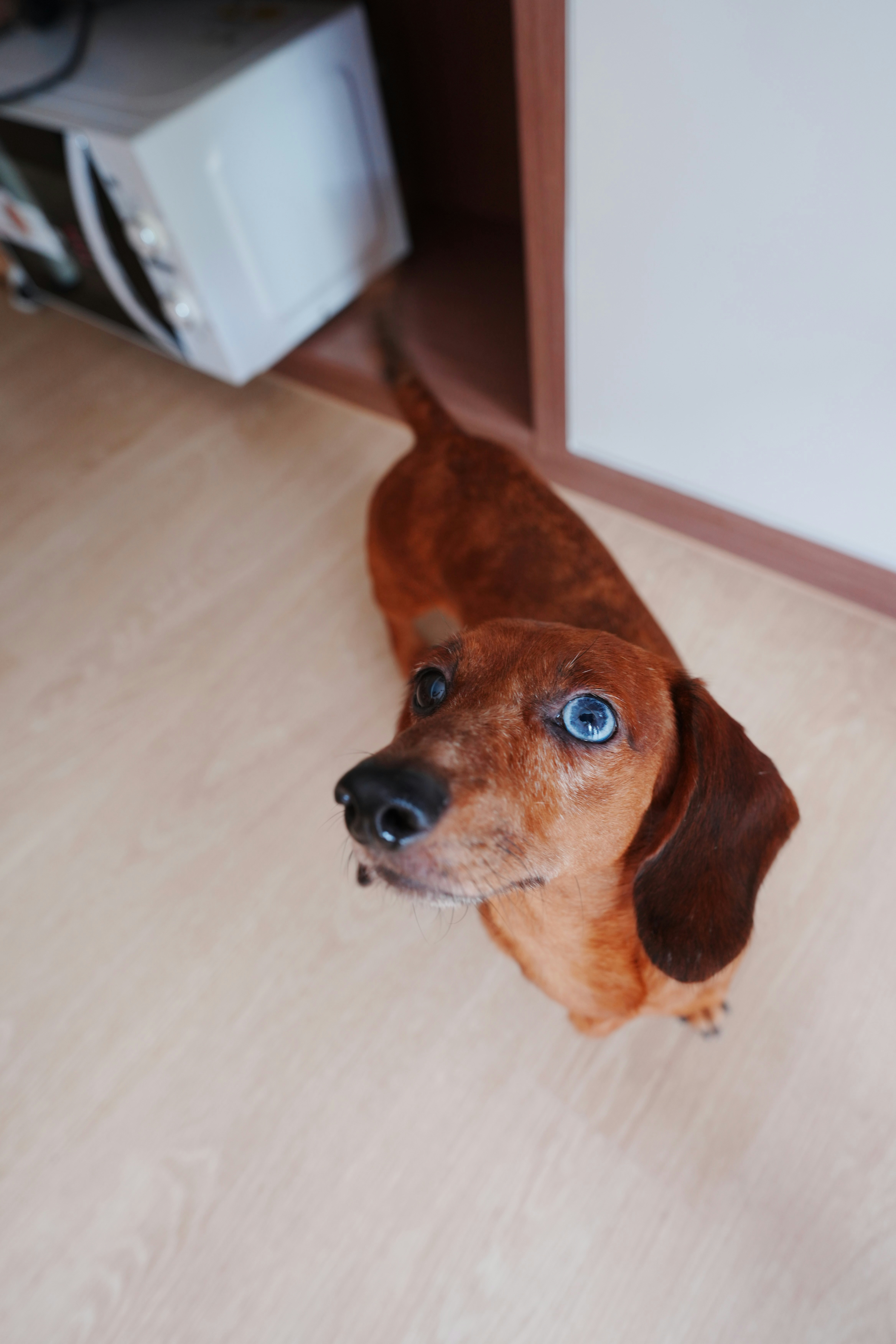 Azure-eyed dachshund gazes up in a domestic kitchen
