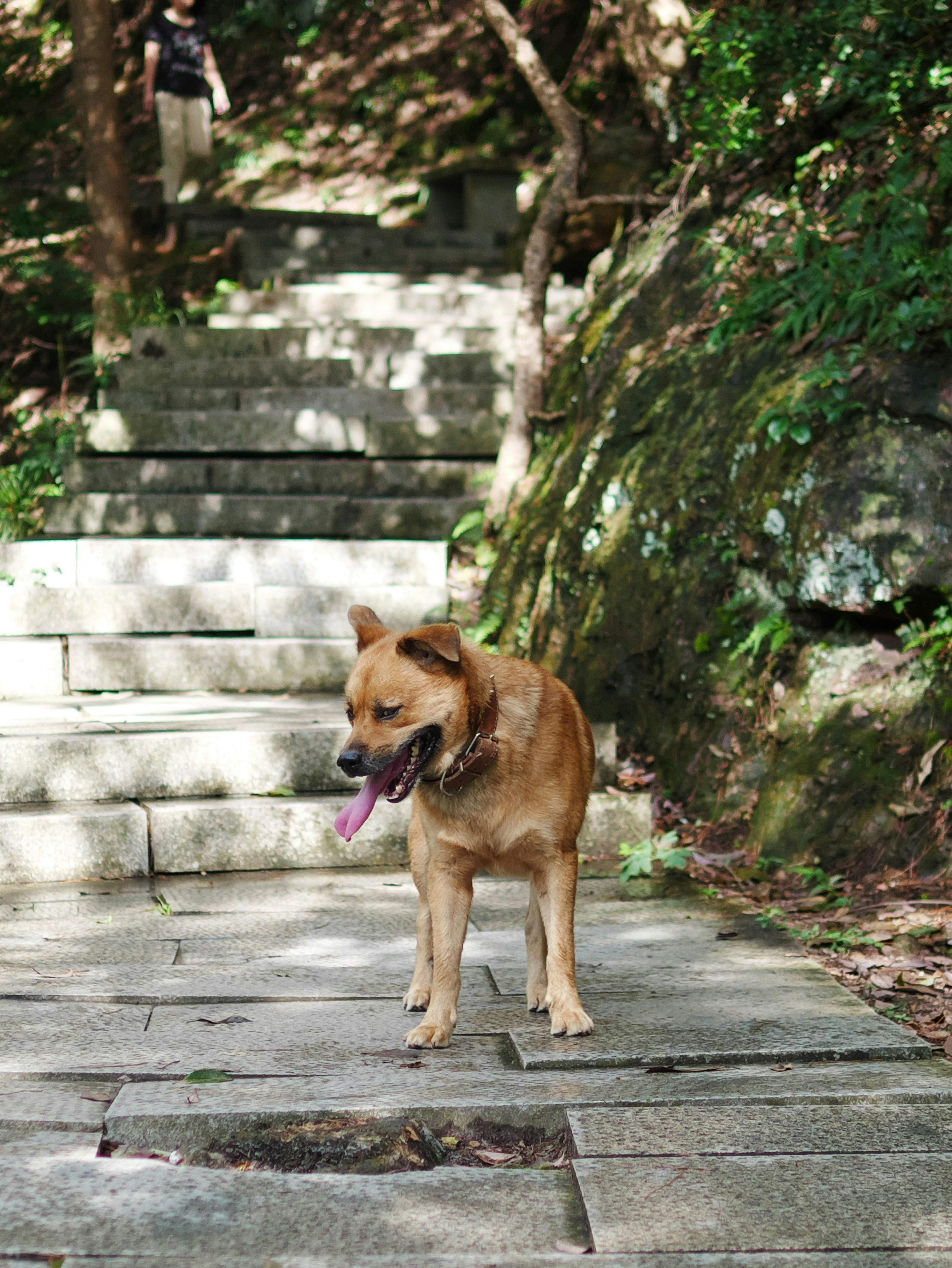 Sunlit Stairs: A Dog pauses on a stone path in the woods