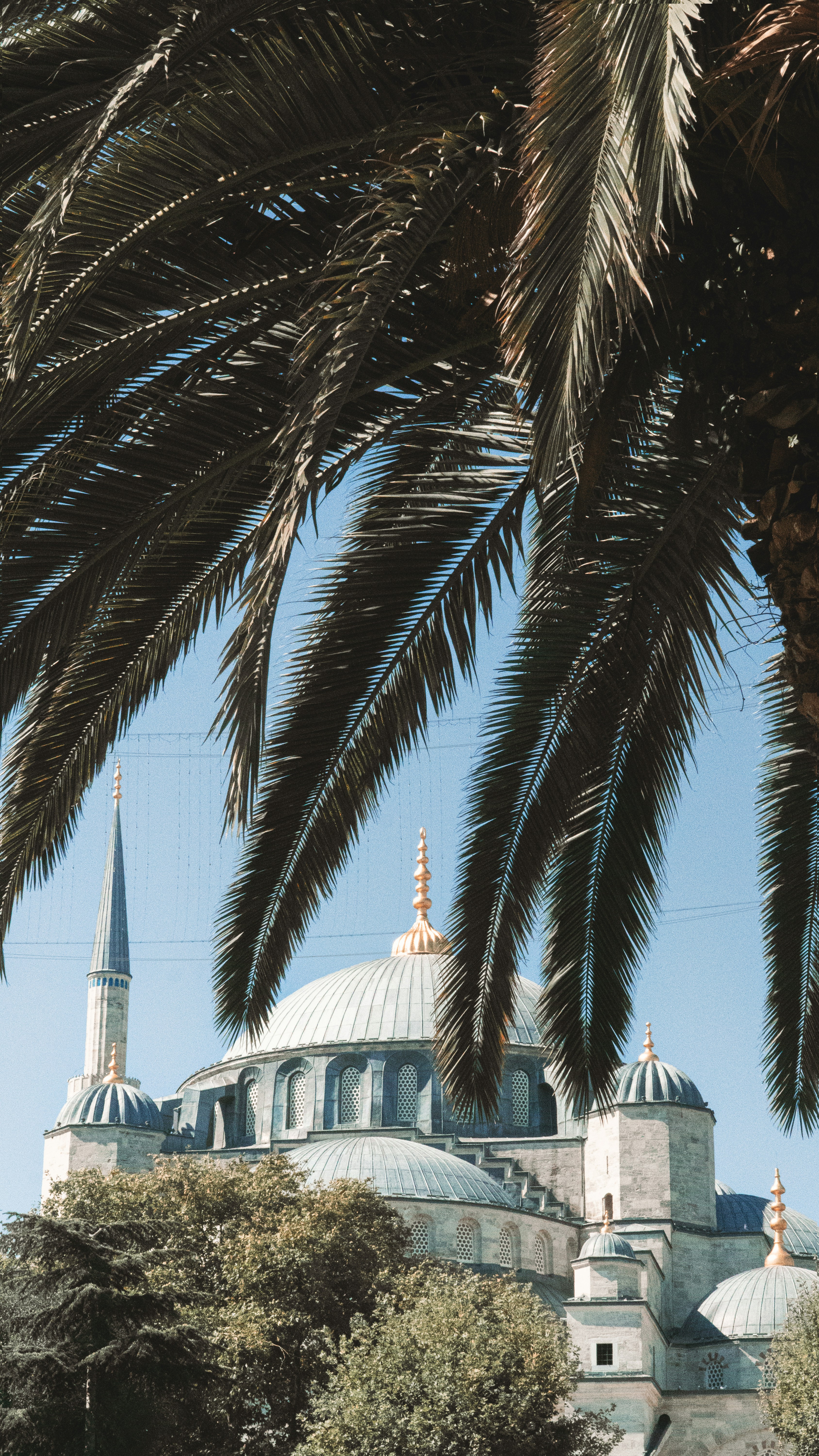 Domes and fronds: a cathedral framed by swaying palms