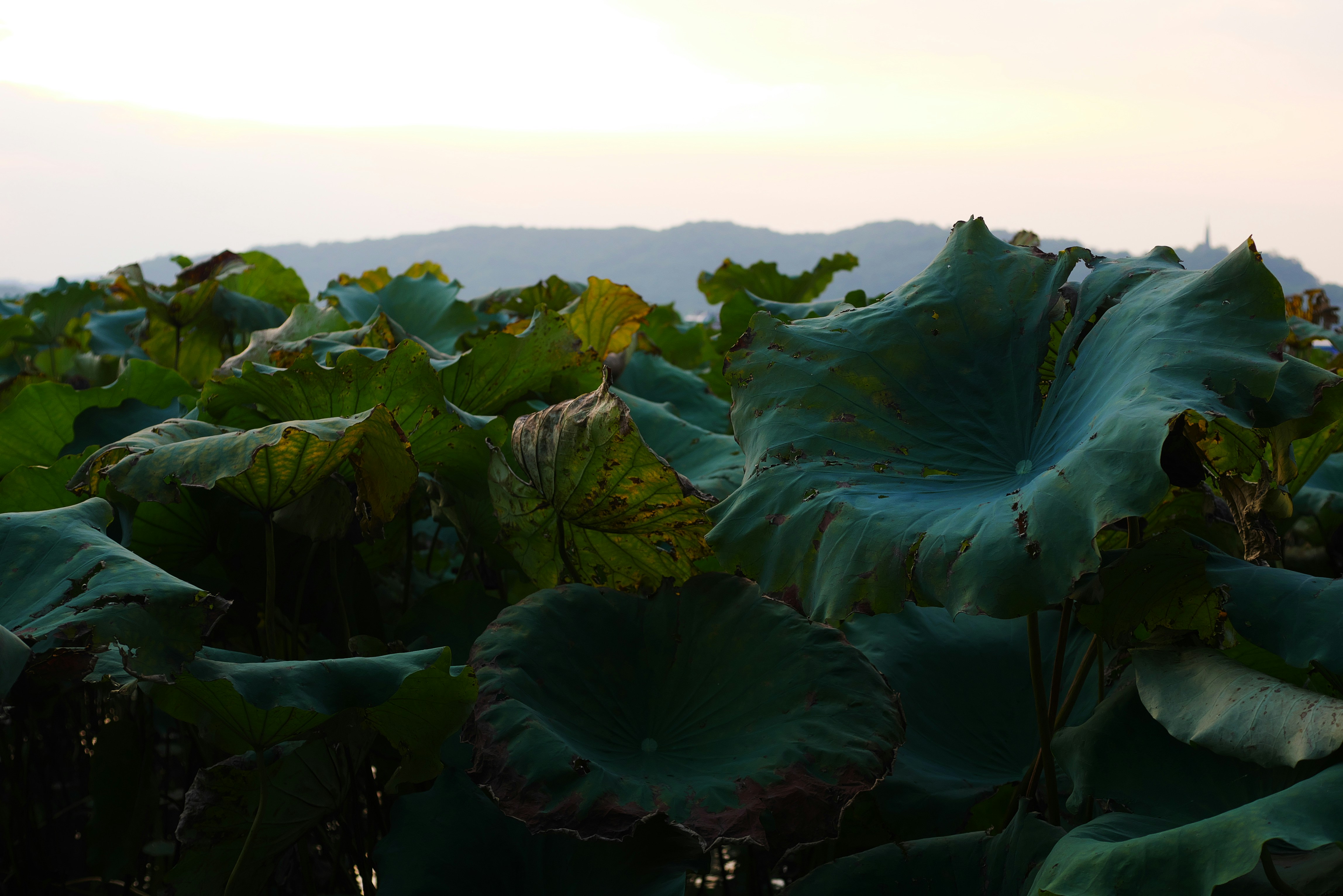 Lush Lotus Canopy at Dusk