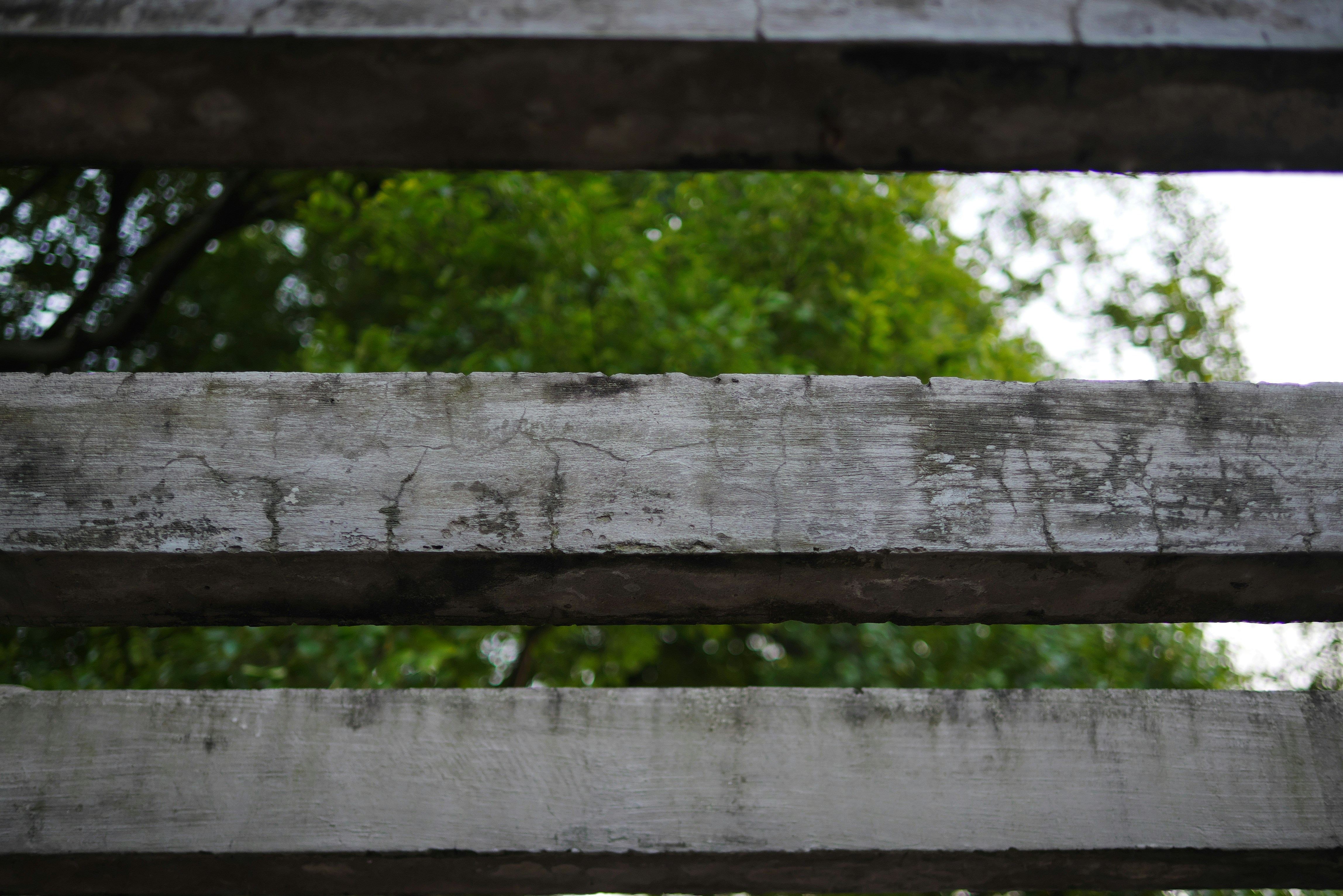 Weathered slats reveal a quiet garden through gaps