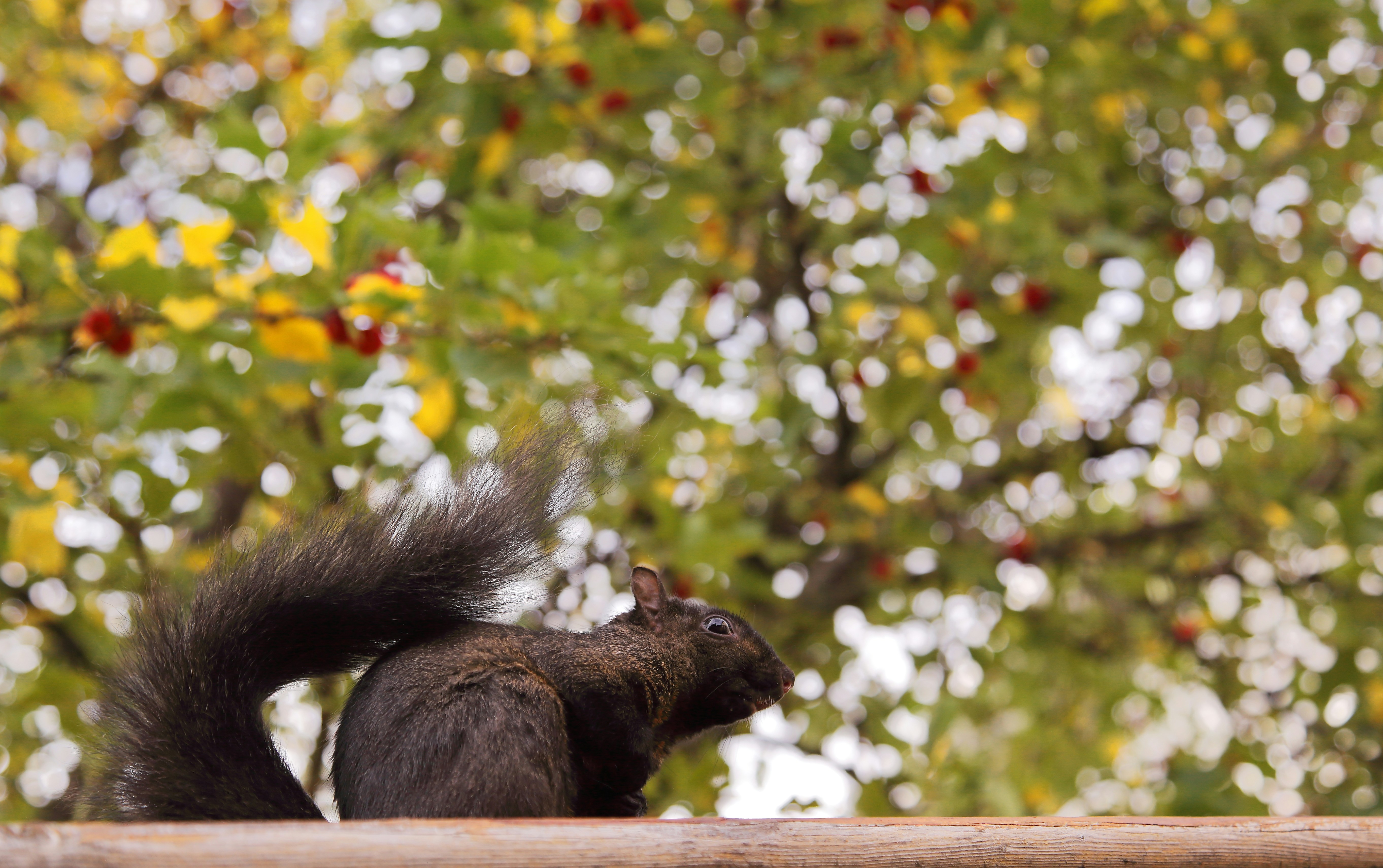 Squirrel Sentinel on a Wooden Ledge Beneath Autumn Canopy