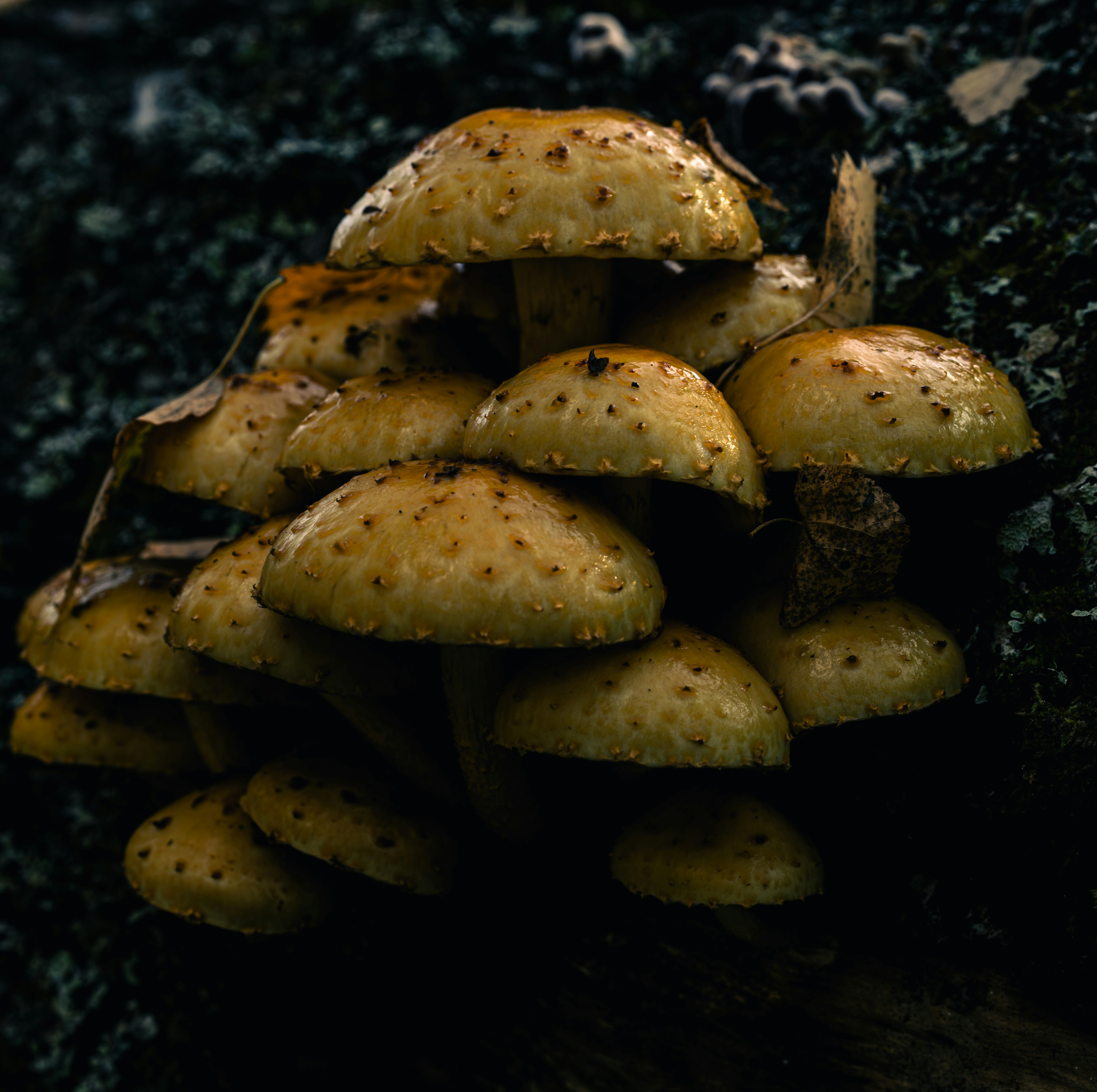 Glowing Shelf of Golden Mushrooms on a Dark Forest Floor