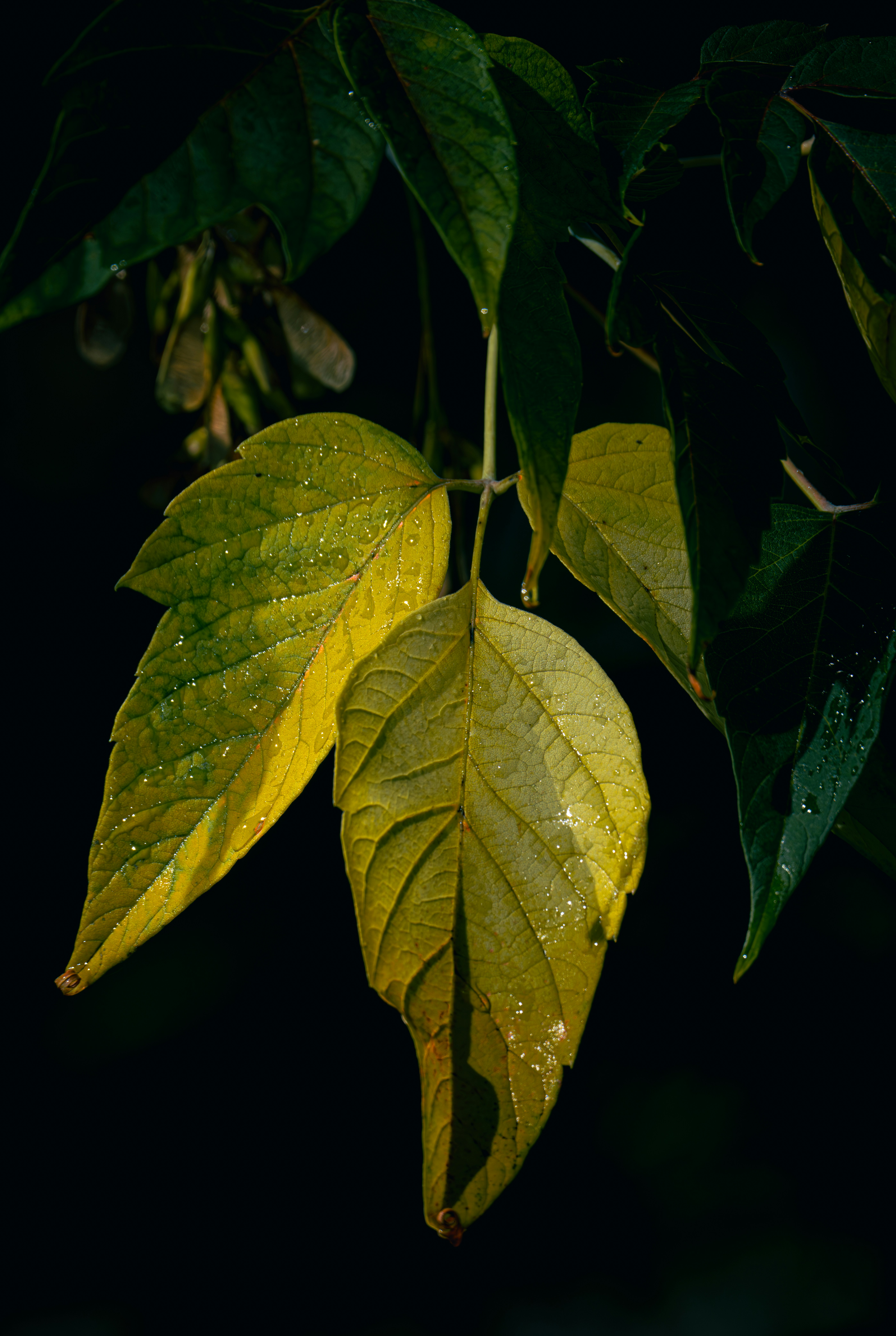 Golden-sheathed Leaf Duo Against Velvet Night