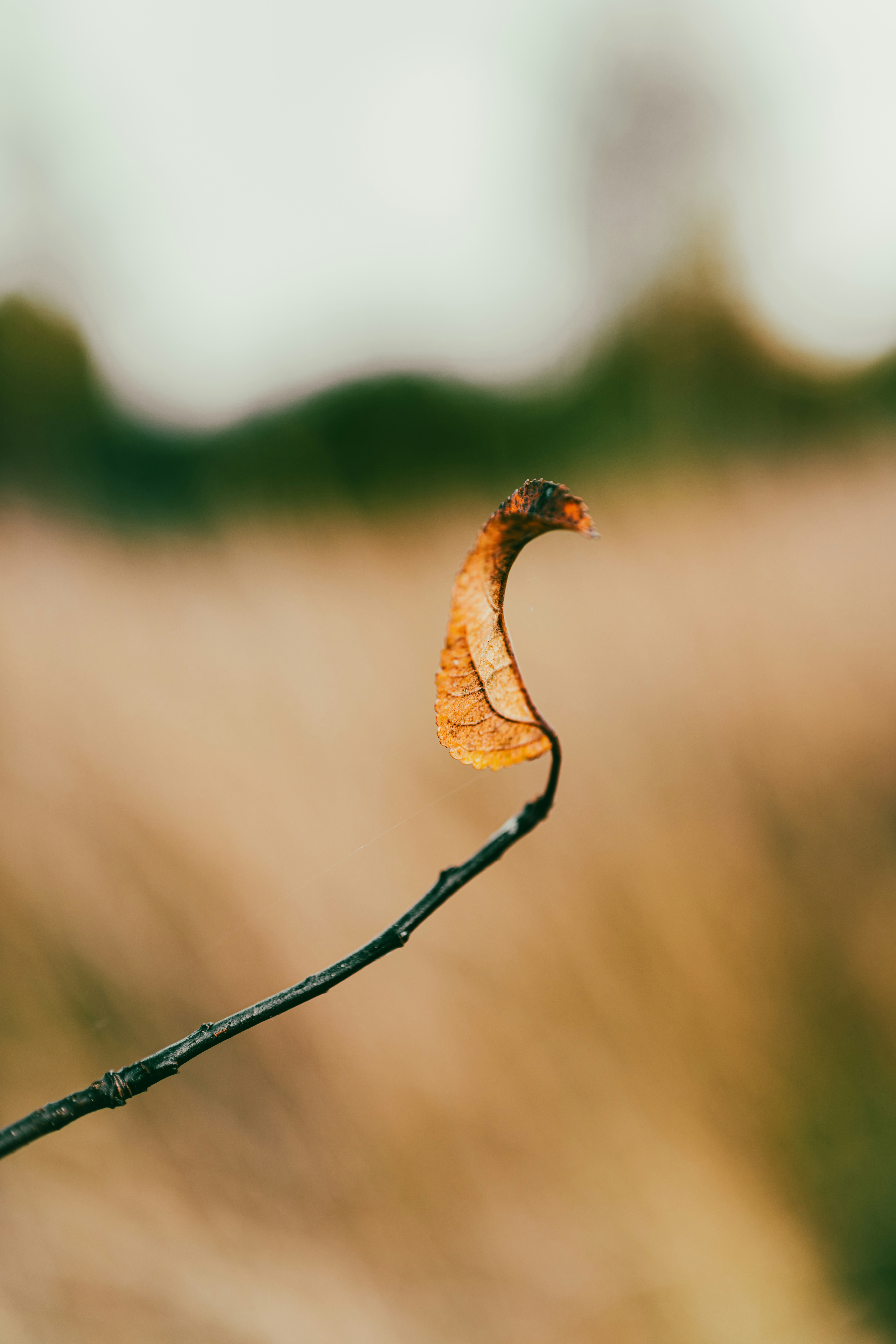 Curled Autumn Crown on a Delicate Twig