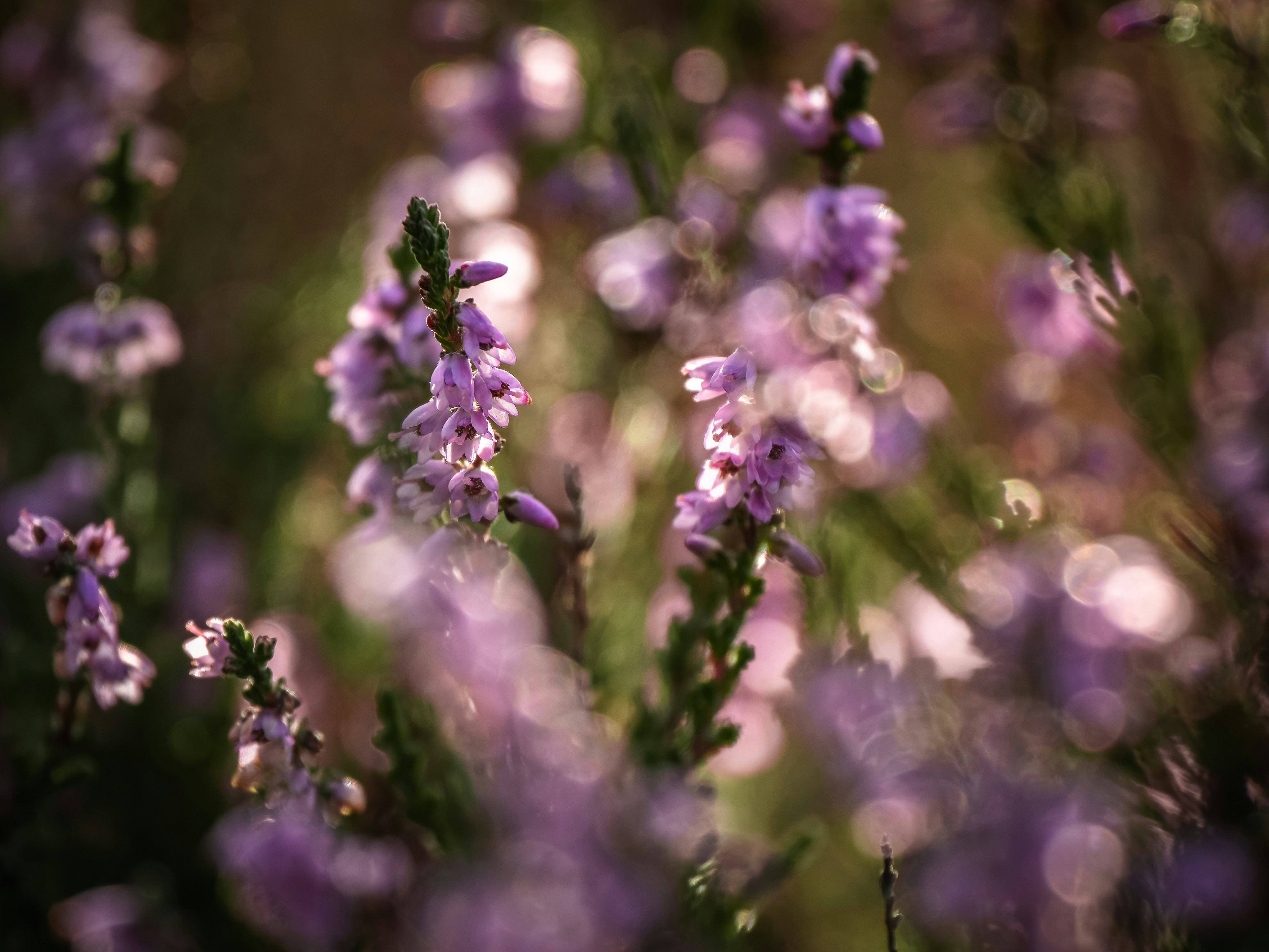Soft Focus in a Field of Lavender: Delicate Haze and Pale Petals