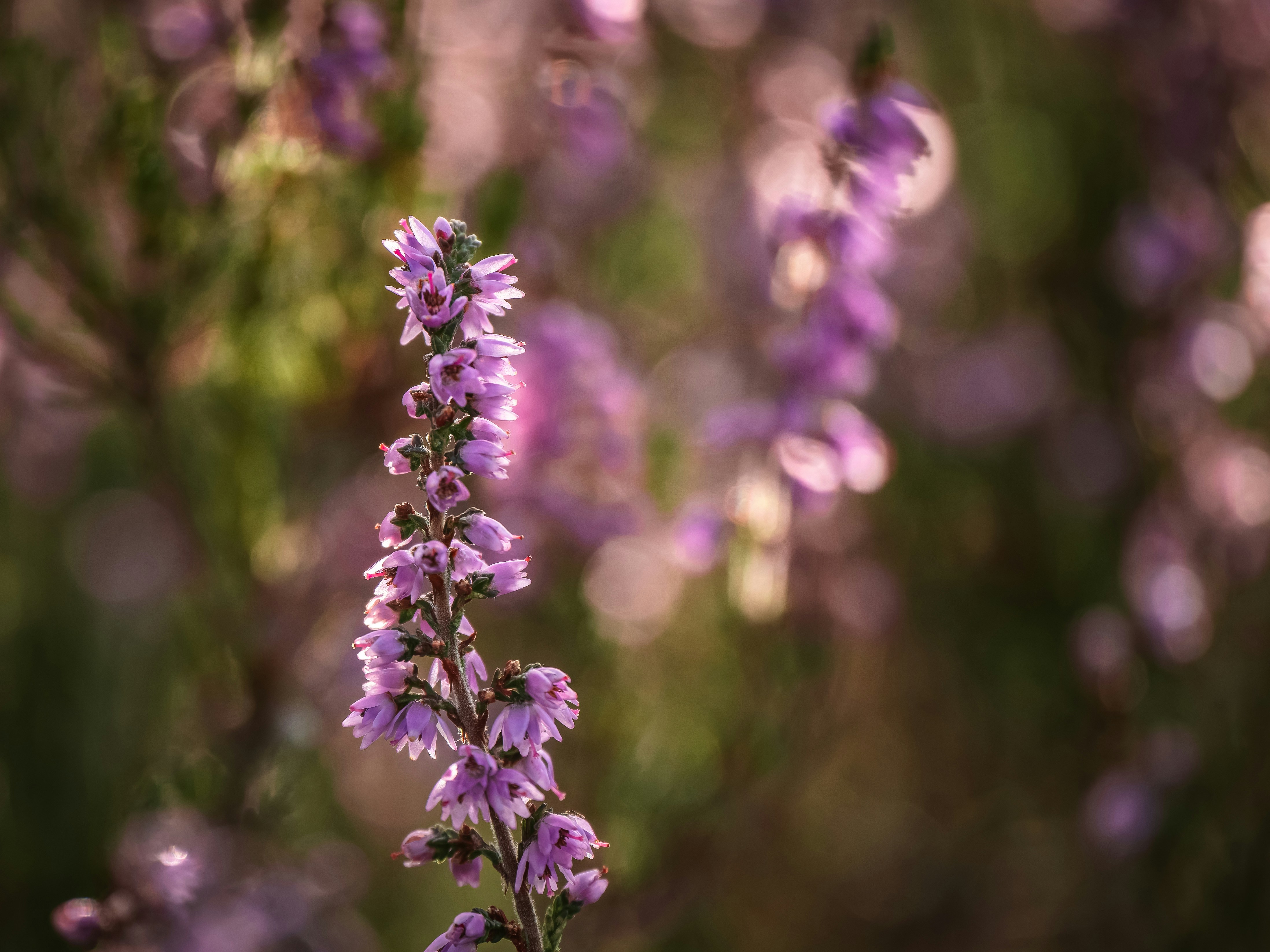 Purple Spike: Delicate Blooms in a Softly Blurred Meadow