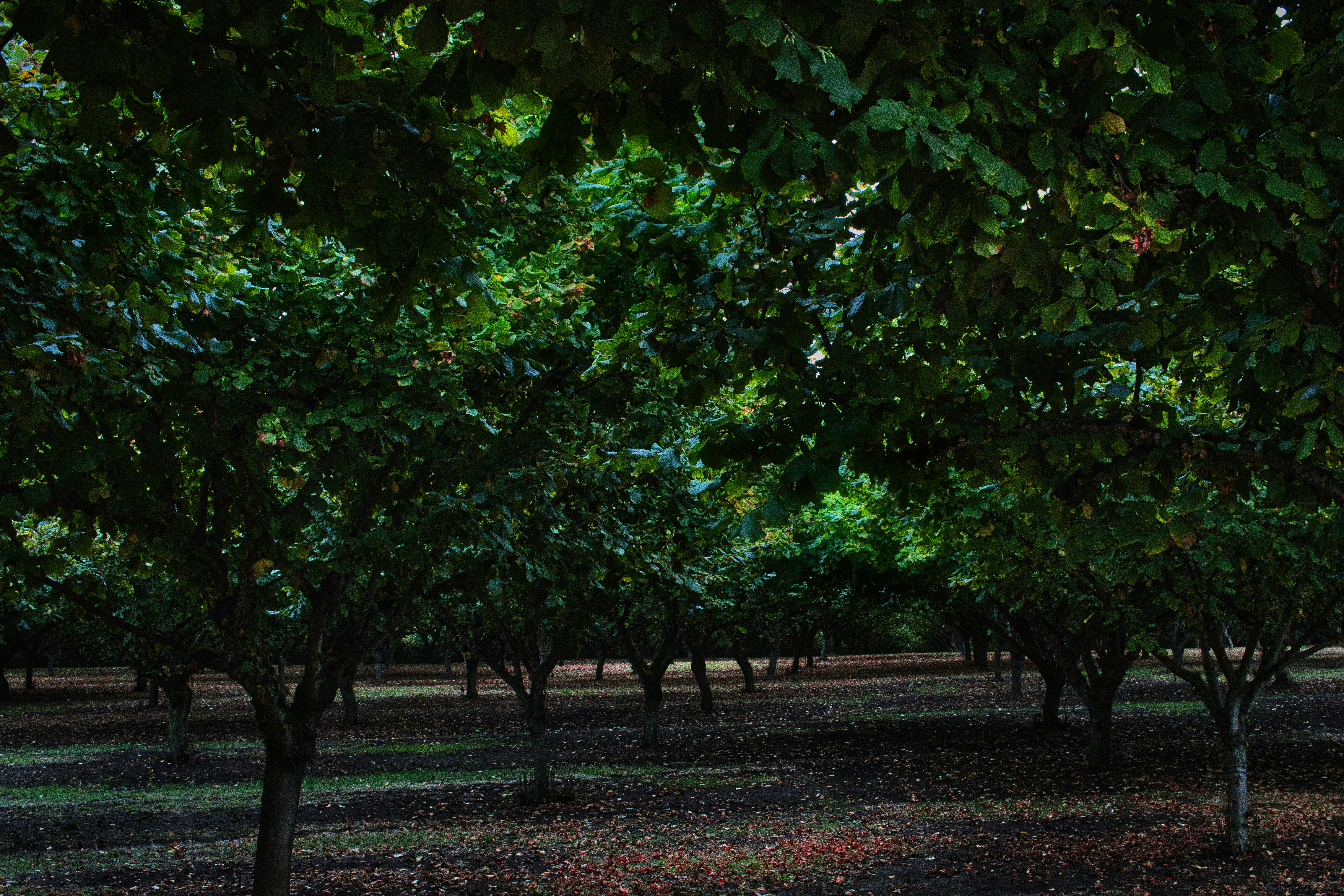 Orchard in the Evening Light