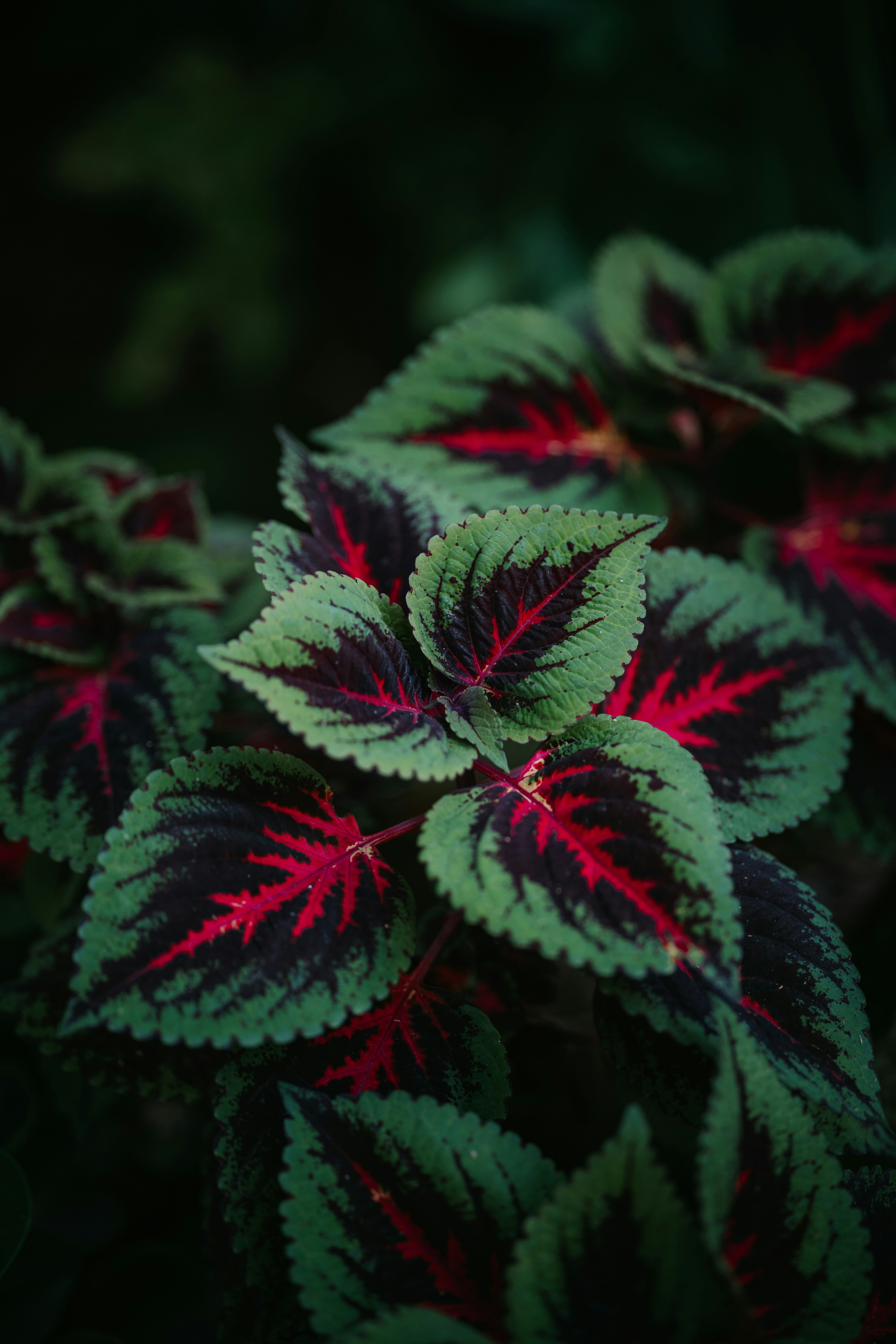 Crimson Veins on Velvet Green: A Close-Up of Color-Shifted Coleus