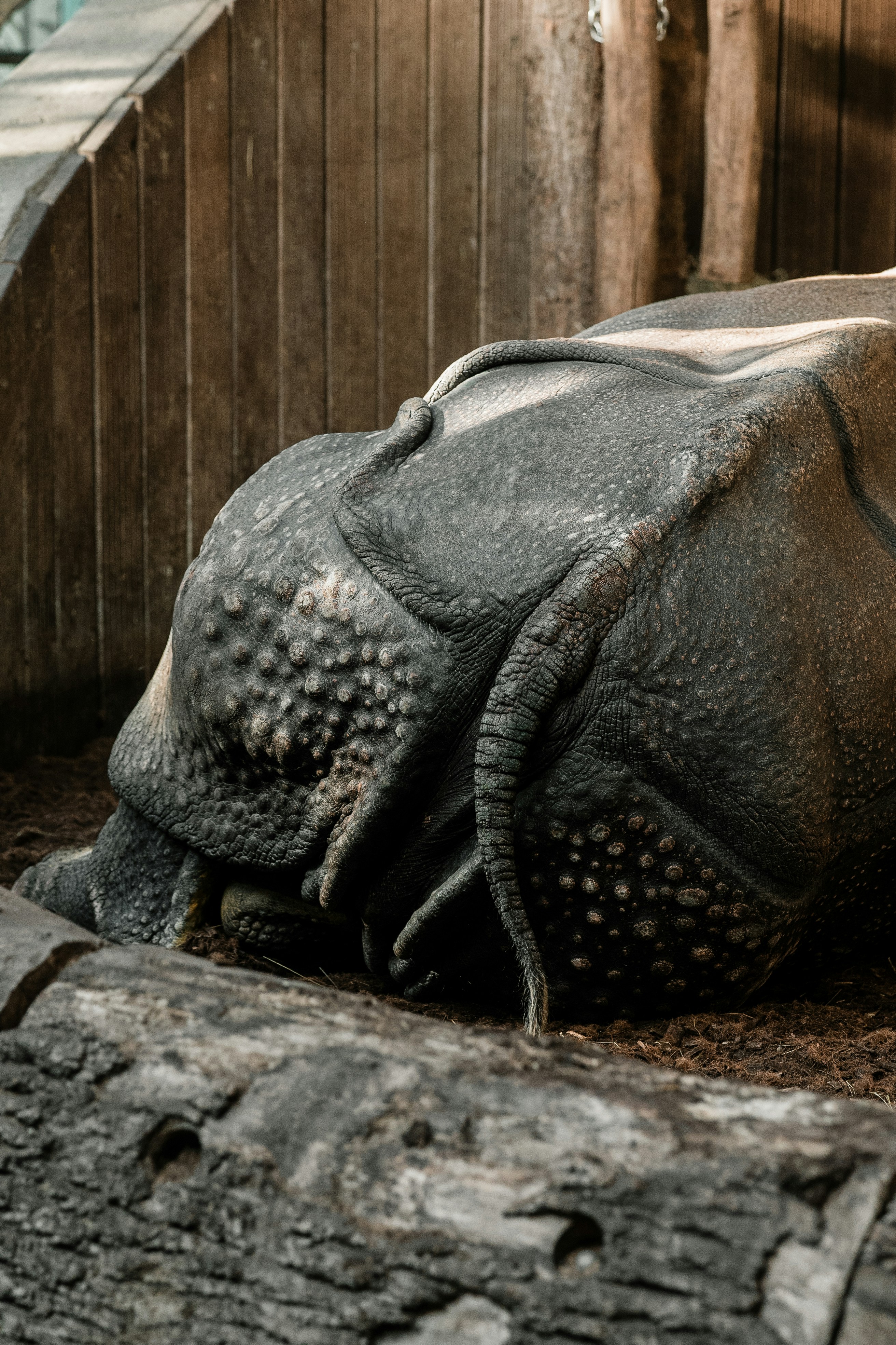 Resting in the Mud: A Rhinoceros Beetle’s Grounded Resilience